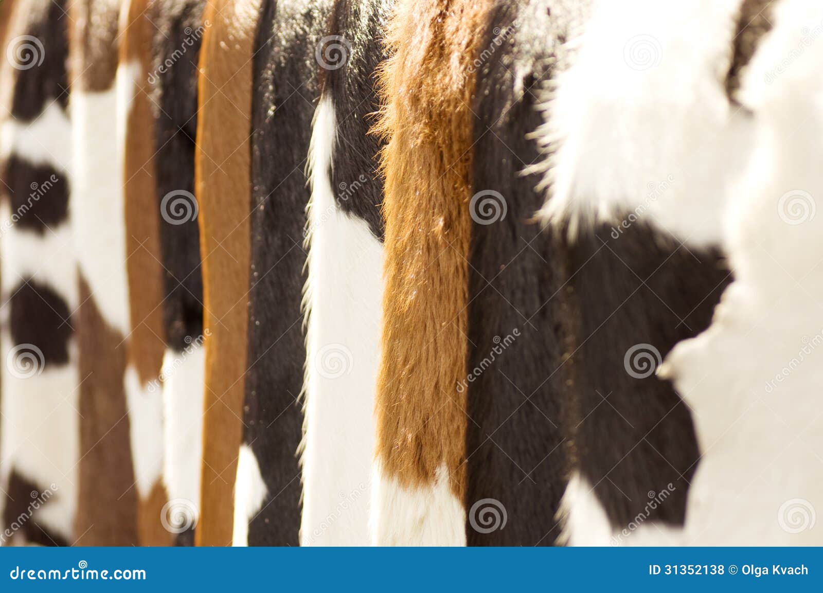 Brown cow fur background stock photo. Image of agriculture - 31352138