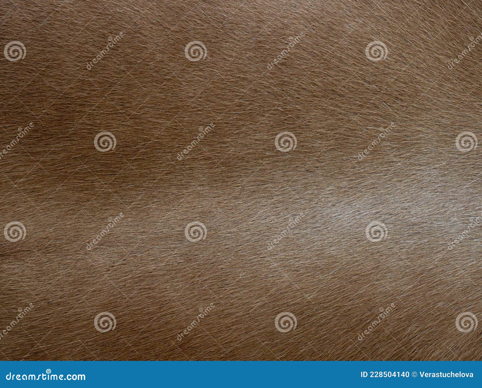 The Brown Cow Fur in the Detail - Texture Stock Photo - Image of ...