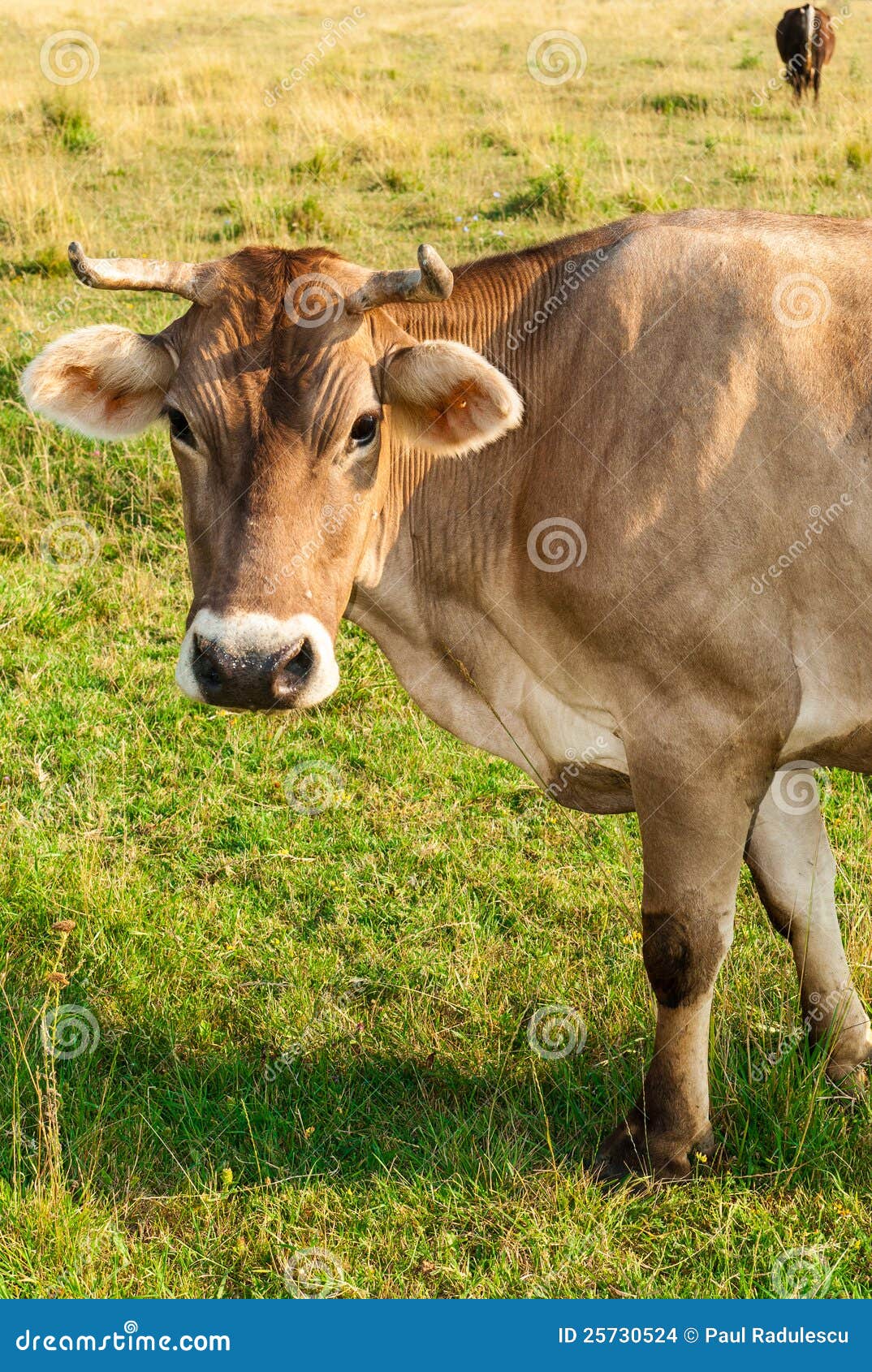 Brown Cow Gazing To the Camera Stock Photo - Image of agricultural ...