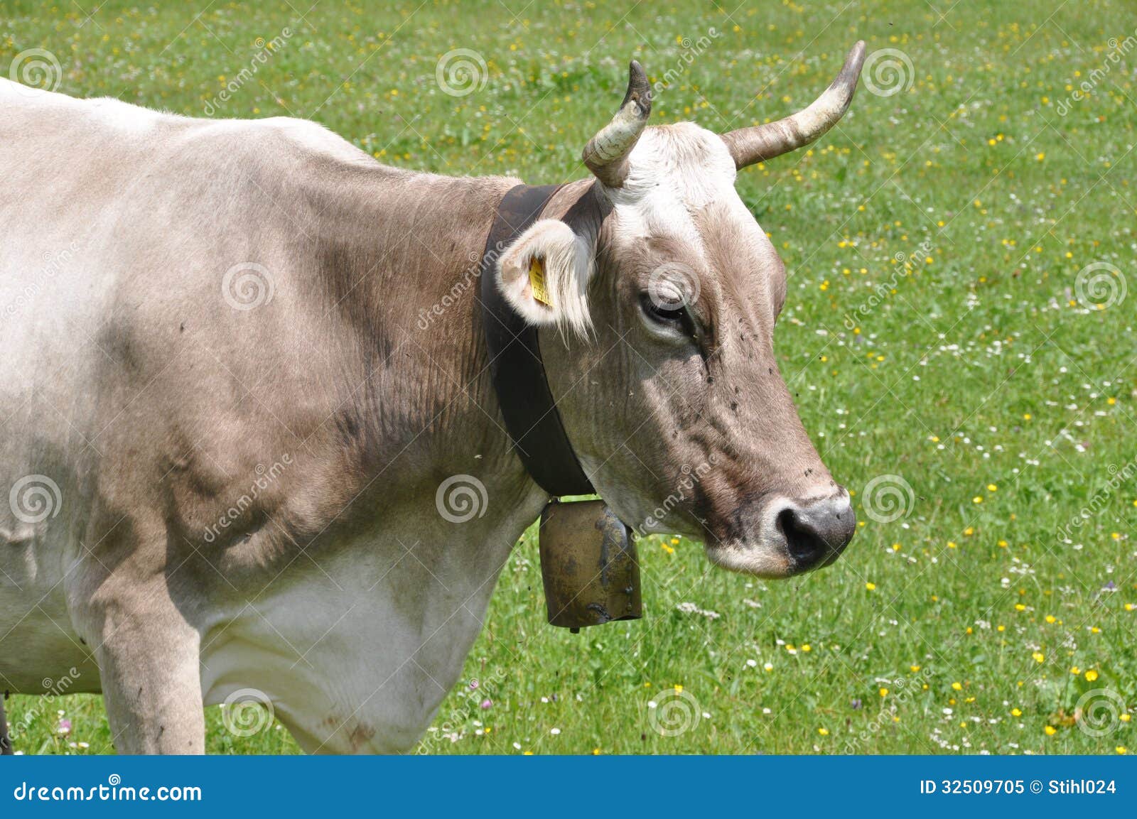 Brown cow stock image. Image of german, swiss, calm, cowbell - 32509705