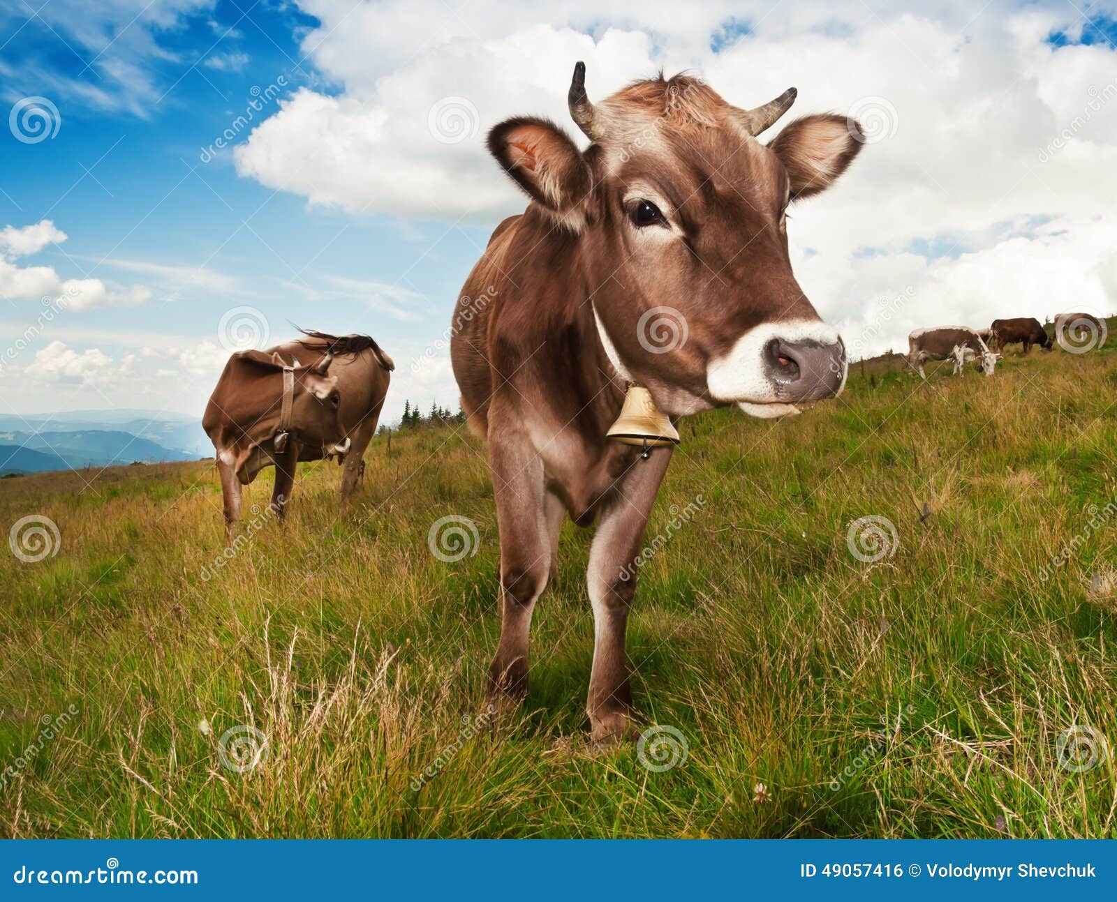 Brown cow stock photo. Image of livestock, facial, cattle - 49057416