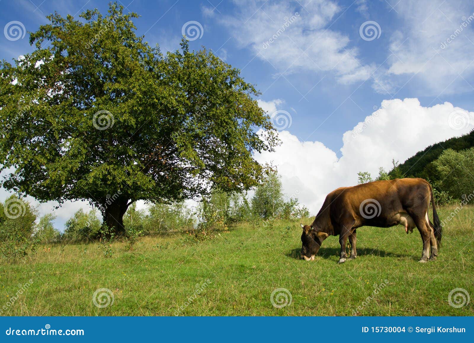 Brown Cow Grazes on Field Near Tree and Sky Back Stock Photo - Image of ...