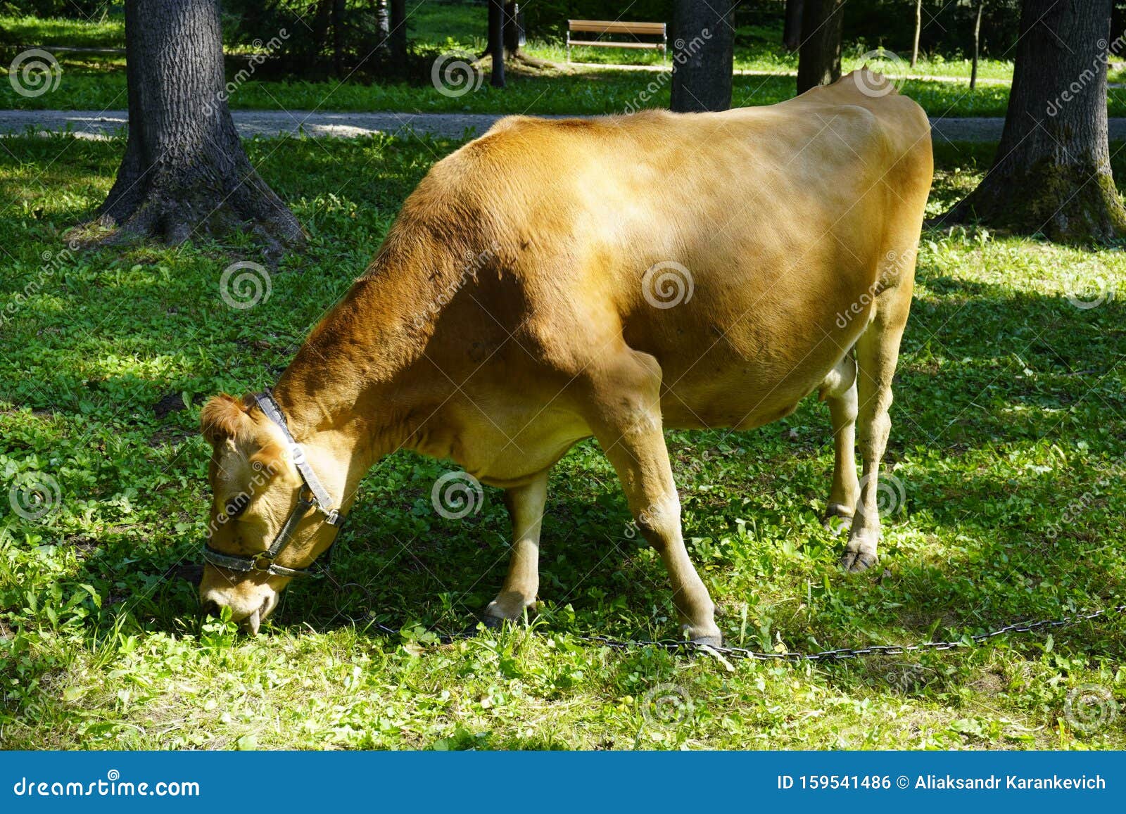 Brown Cow Grazing in a Meadow, Cattle for a Walk, Lunch at the Cow ...