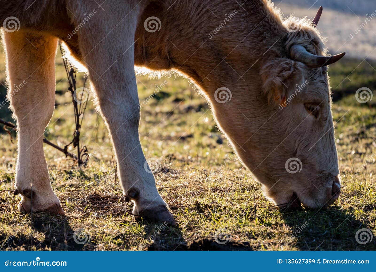 Brown Cow Grazing at Sunset Stock Image - Image of eating, animal ...