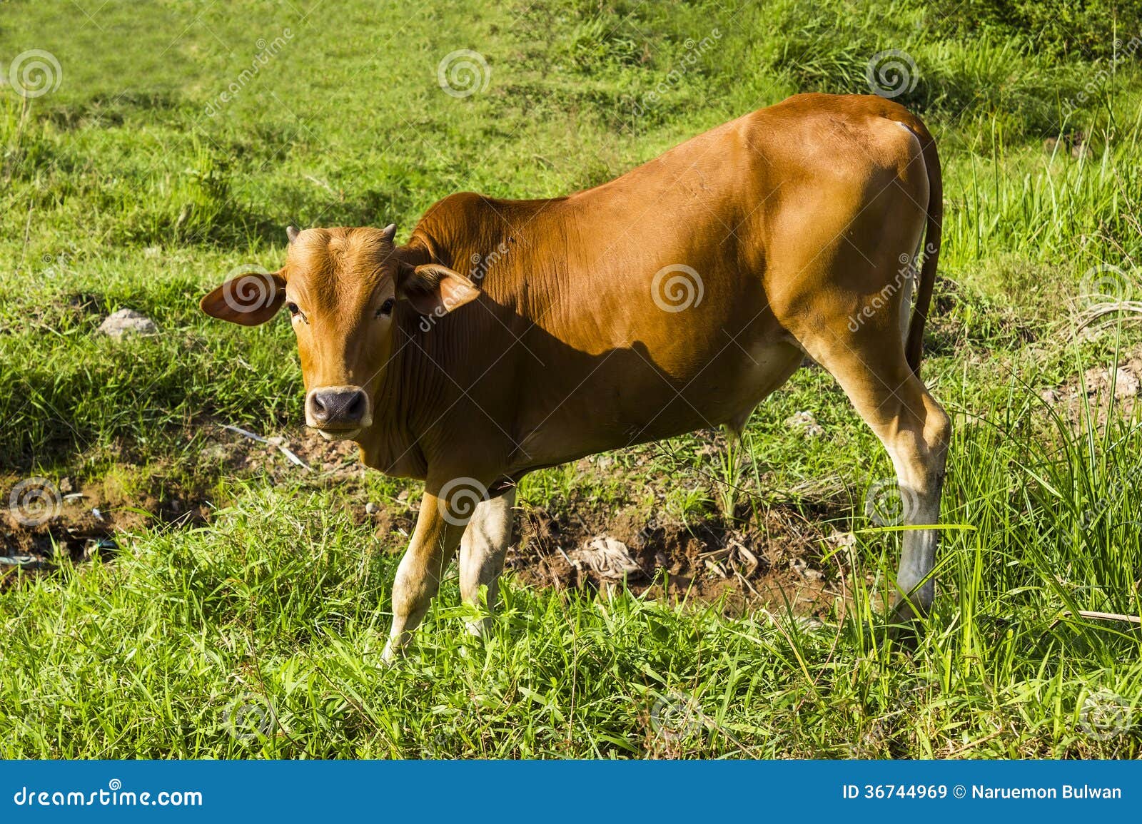 Brown cow in green field stock image. Image of summer - 36744969