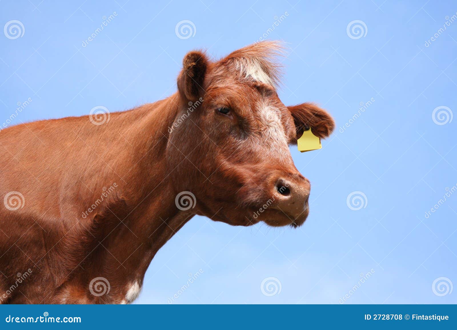 Brown cow head shot stock photo. Image of dairy, close - 2728708