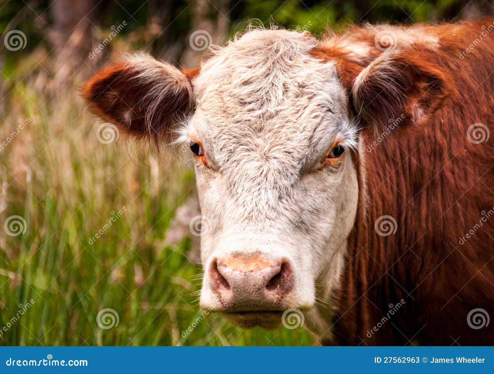 Brown Cow Head Shot stock image. Image of face, field - 27562963