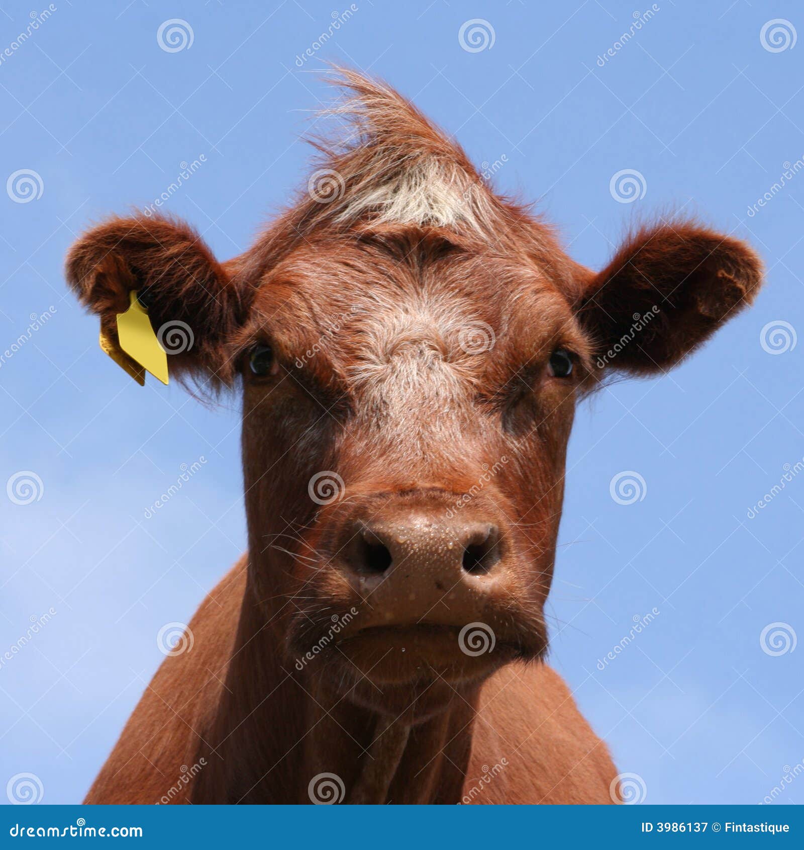 Brown cow head shot stock image. Image of close, nosy - 3986137