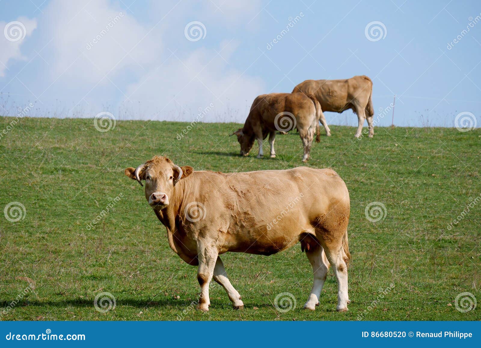Brown Cow in the Middle of a Meadow Stock Photo - Image of meadow ...