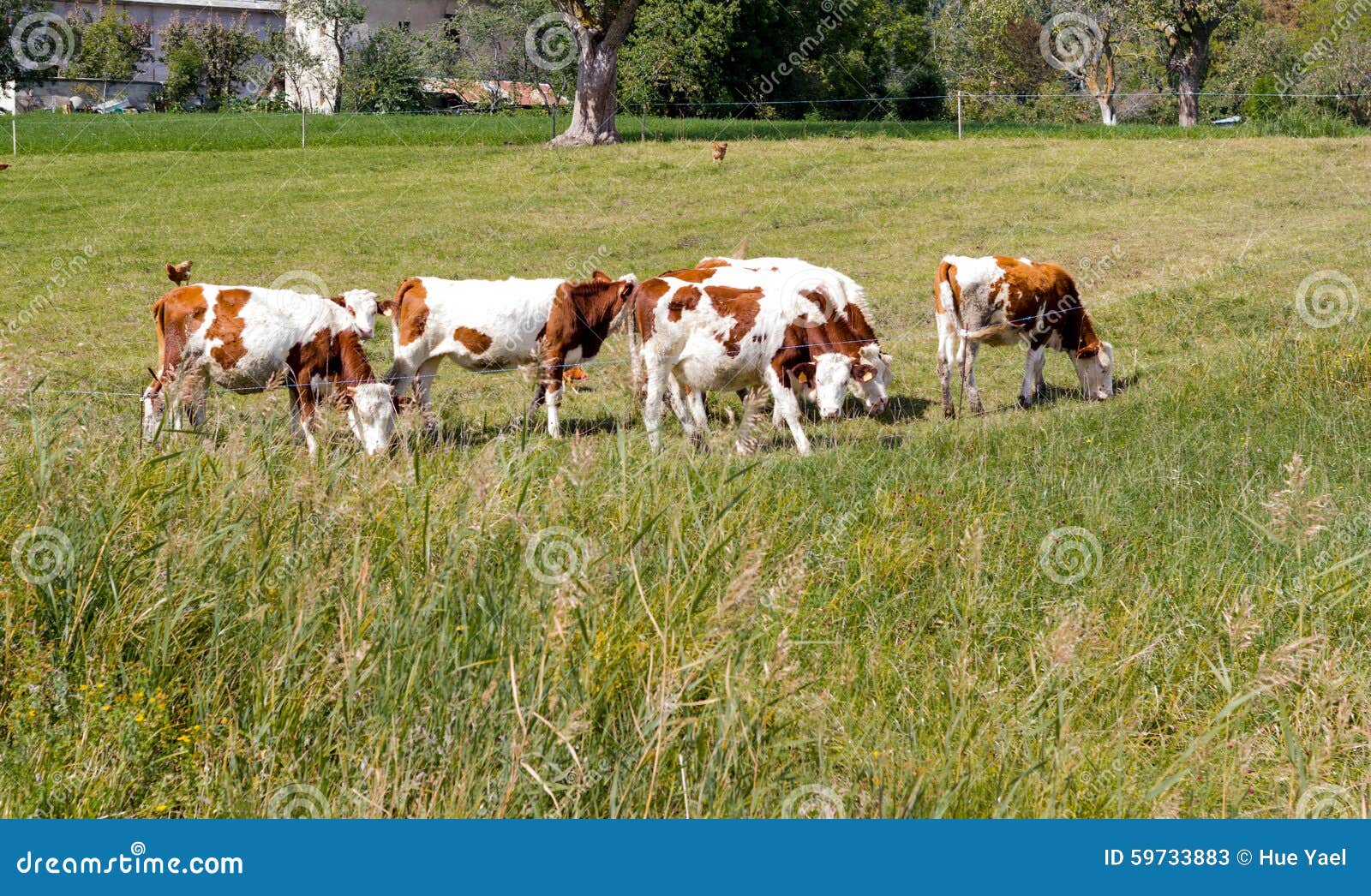 Brown Cow in Mountain Pasture Stock Image - Image of prairie, bell ...