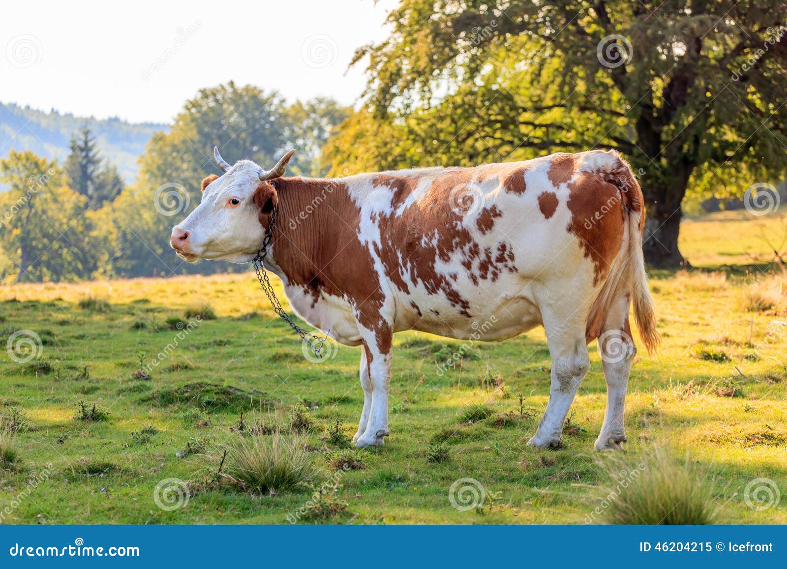 Brown cow near the forest stock image. Image of forest - 46204215