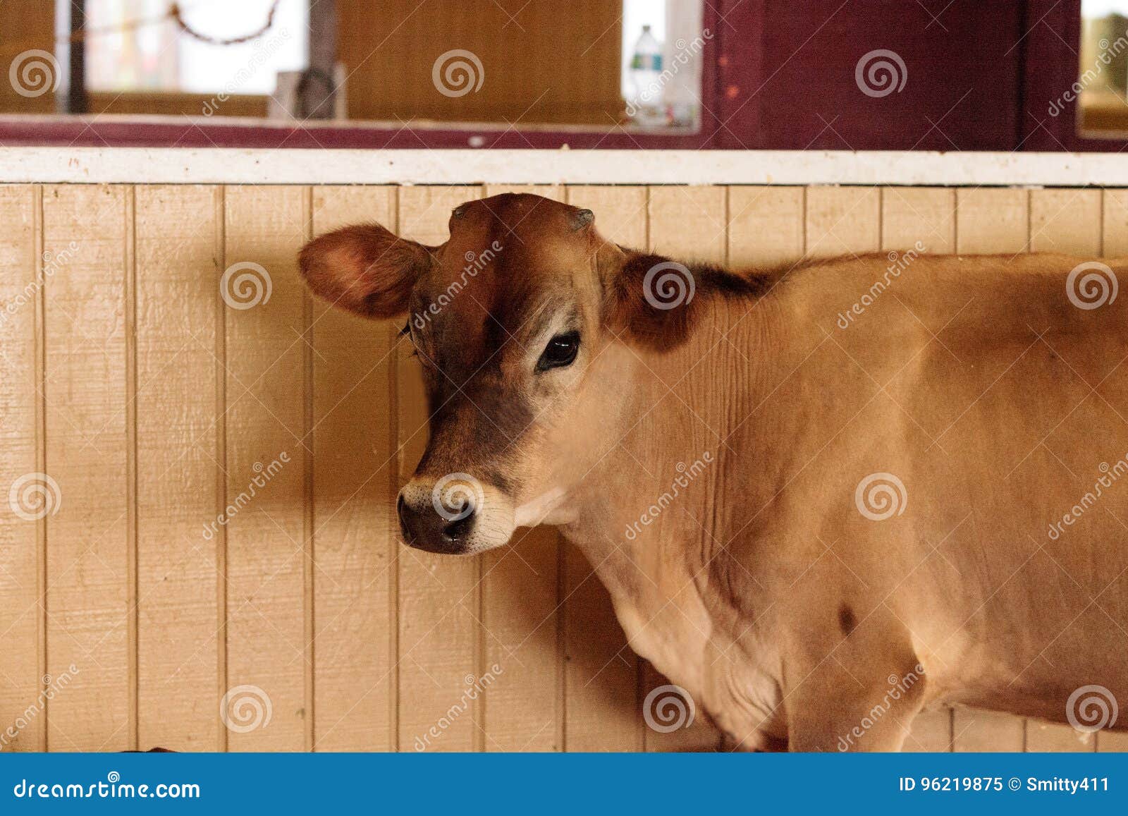 Brown Cow Outside a Barn on a Farm Stock Image - Image of snout, dairy ...