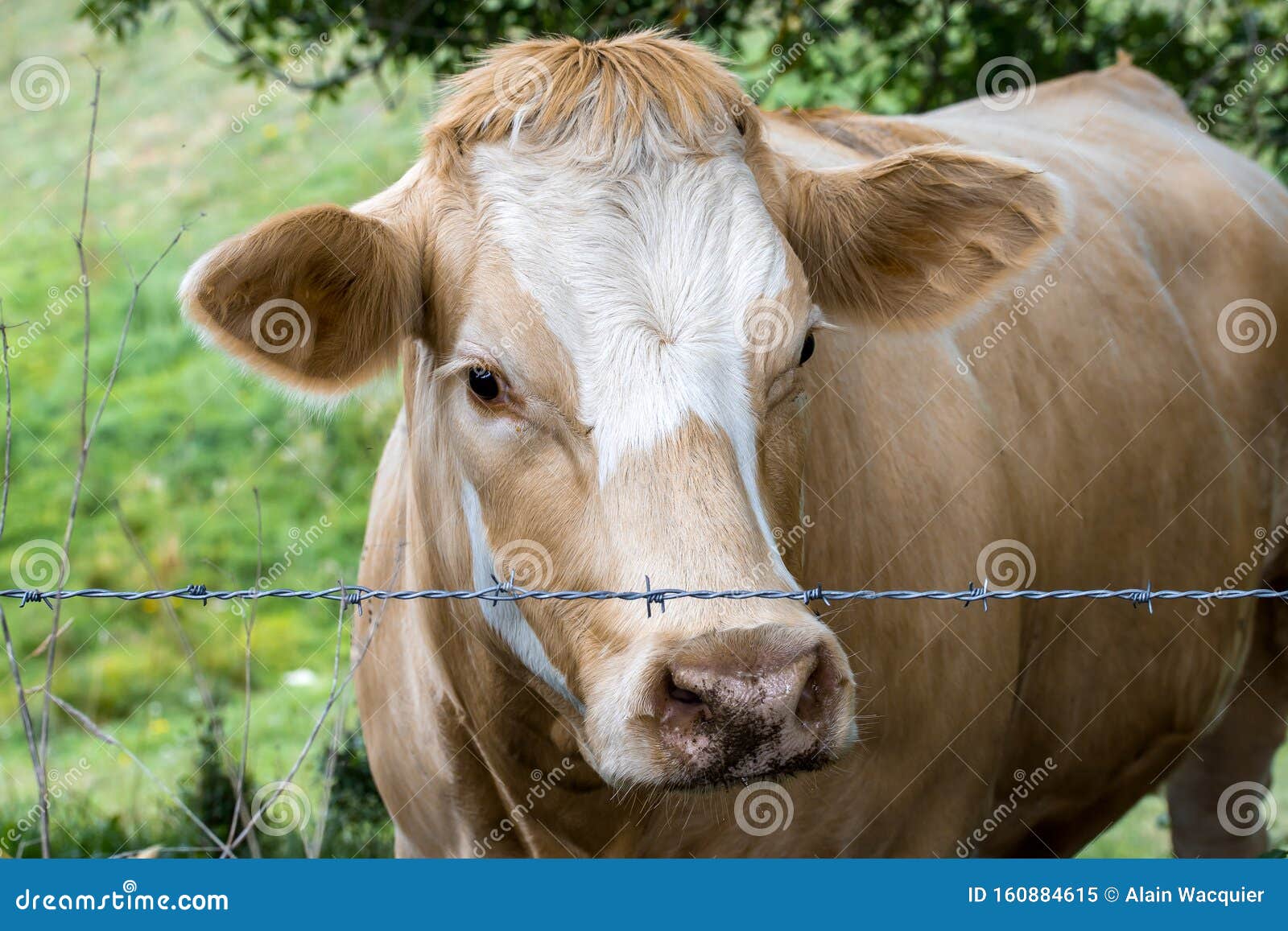 Cow stock image. Image of head, goal, brown, animal - 160884615