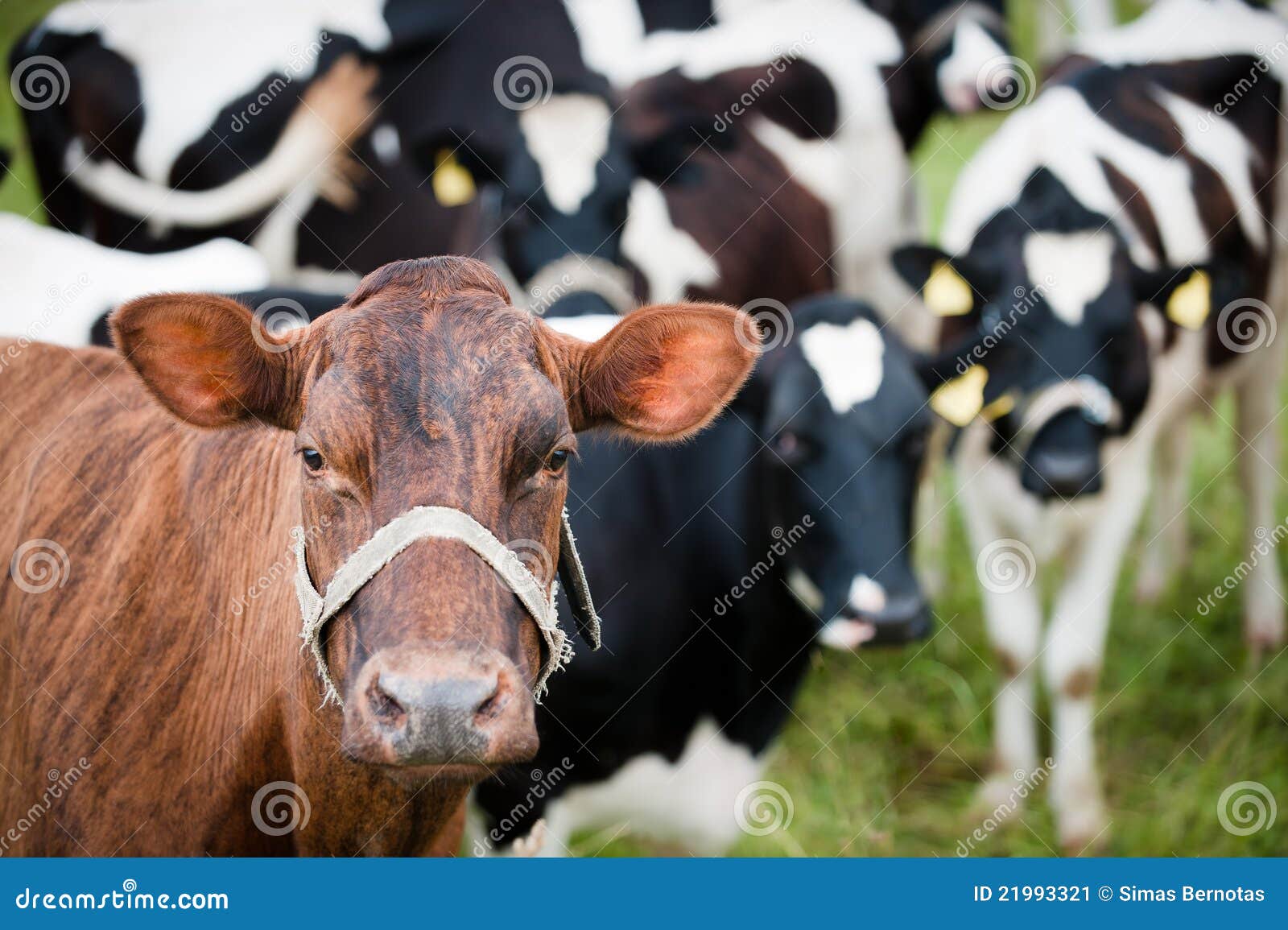Brown cow posing stock image. Image of fields, europe - 21993321