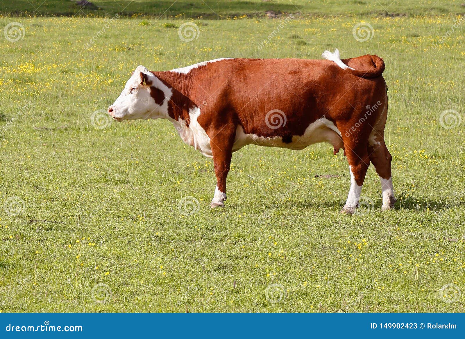 Brown cow stock image. Image of cattle, mammal, farming - 149902423