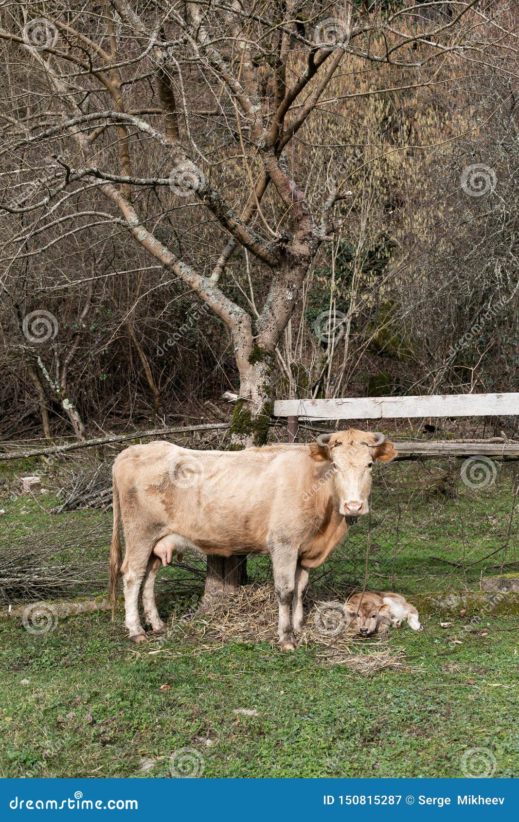 A Brown Cow and a Small Calf Graze in the Meadow in Spring. Selective ...