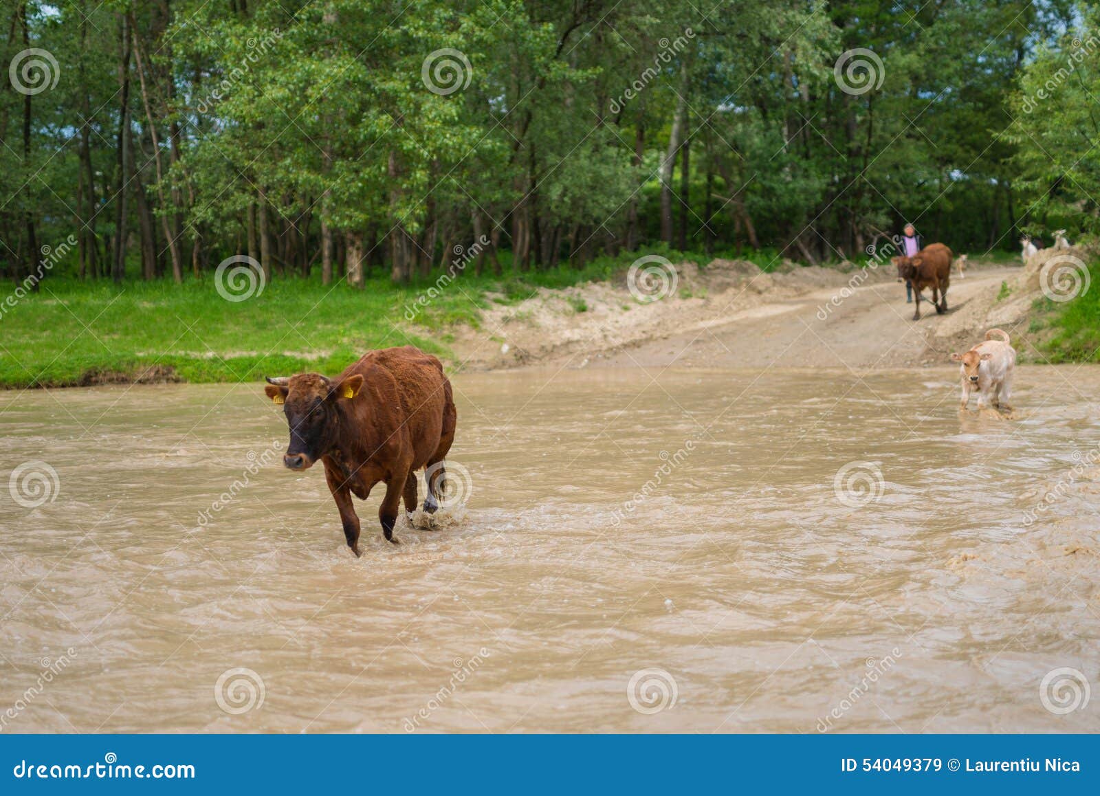 Brown cow in a small river stock image. Image of meadow - 54049379