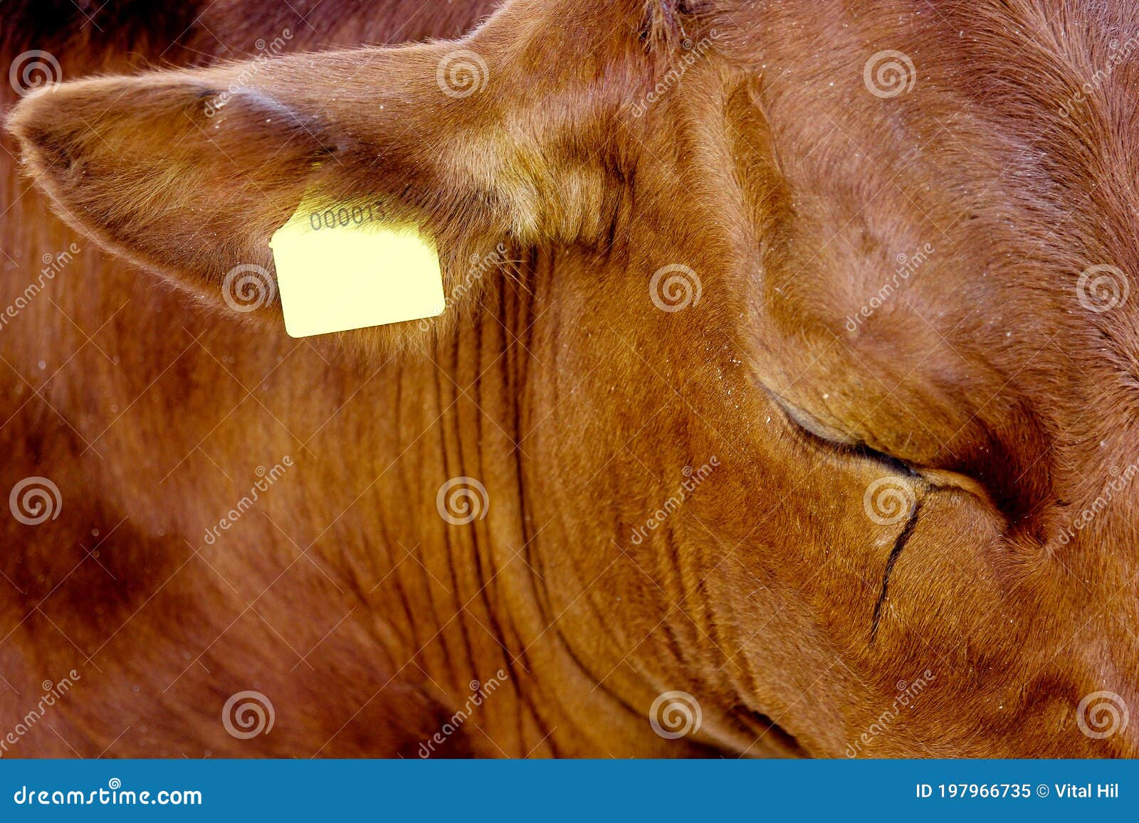 The Brown Cow in the Stall is Crying Stock Image - Image of beef, funny ...