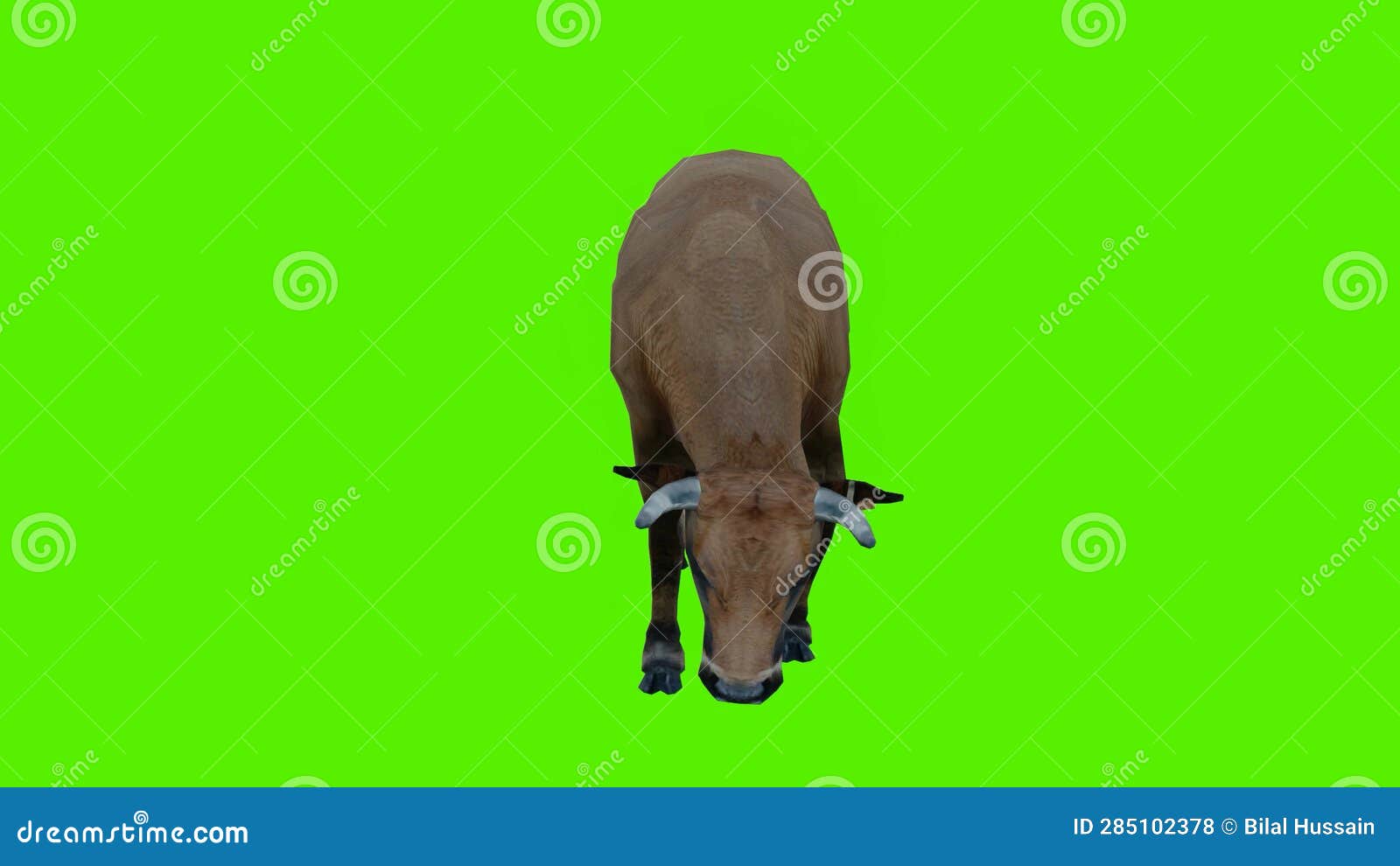 Brown Cow in Standing Position from Front Angle Stock Footage - Video ...