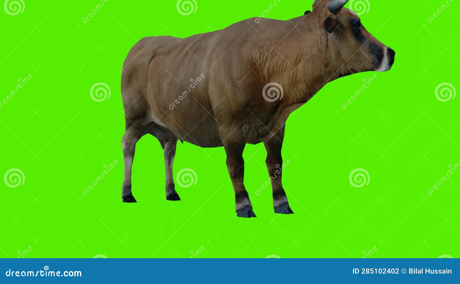 A Brown Cow in a Standing Position from a Three-cornered Angle Stock ...