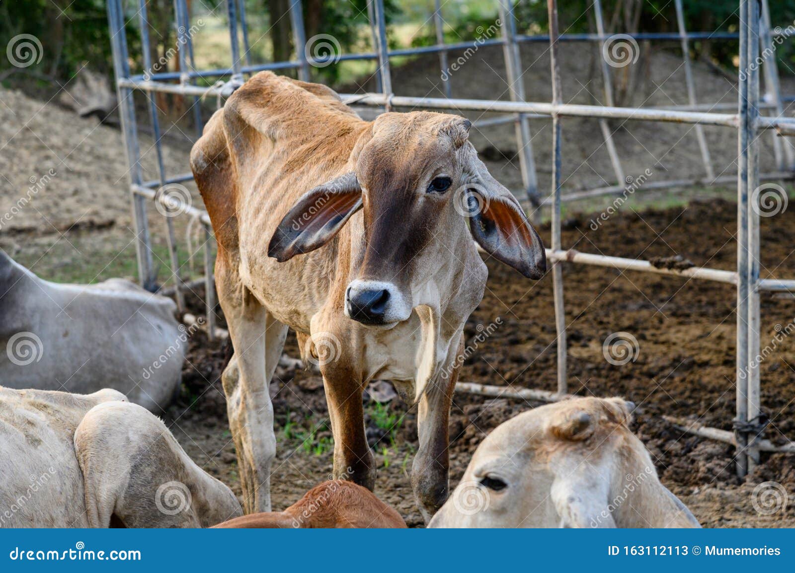 Brown Cow Standing in Stall Stock Image - Image of herd, agriculturist ...