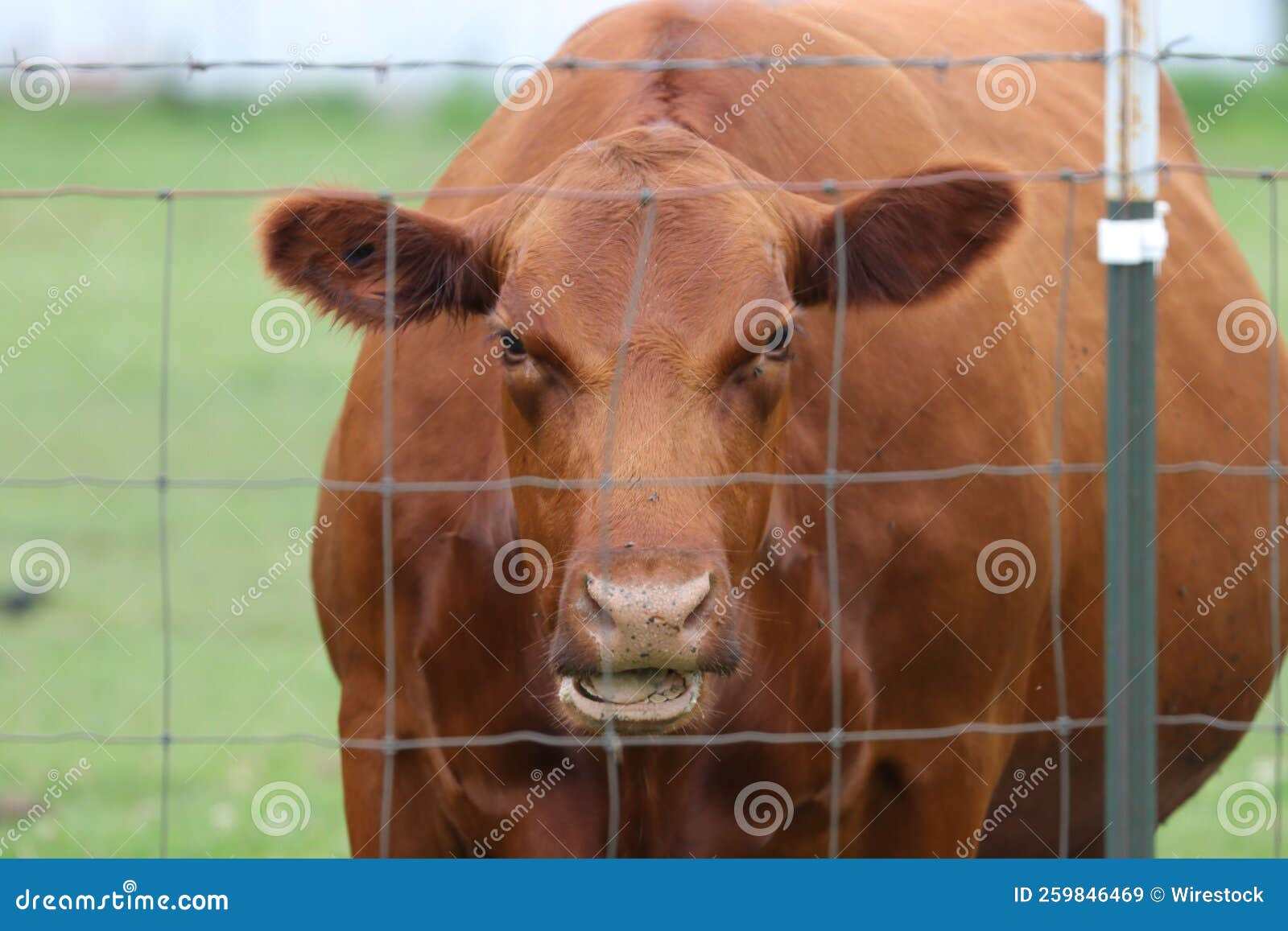 Brown Cow Staring Right at the Camera Stock Image - Image of animal ...