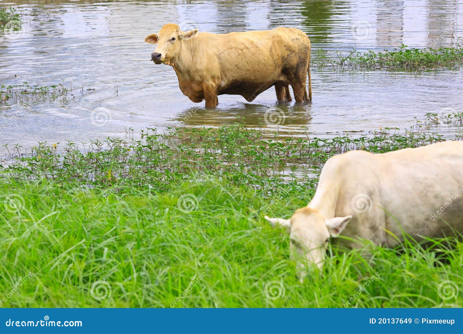 A Brown Cow in Swamp in Thailand Stock Image - Image of fresh, lake ...
