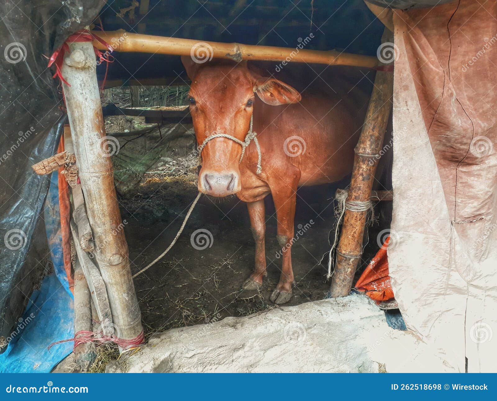 Brown Cow Tied with Rope in a Barn Stock Photo - Image of wildlife ...