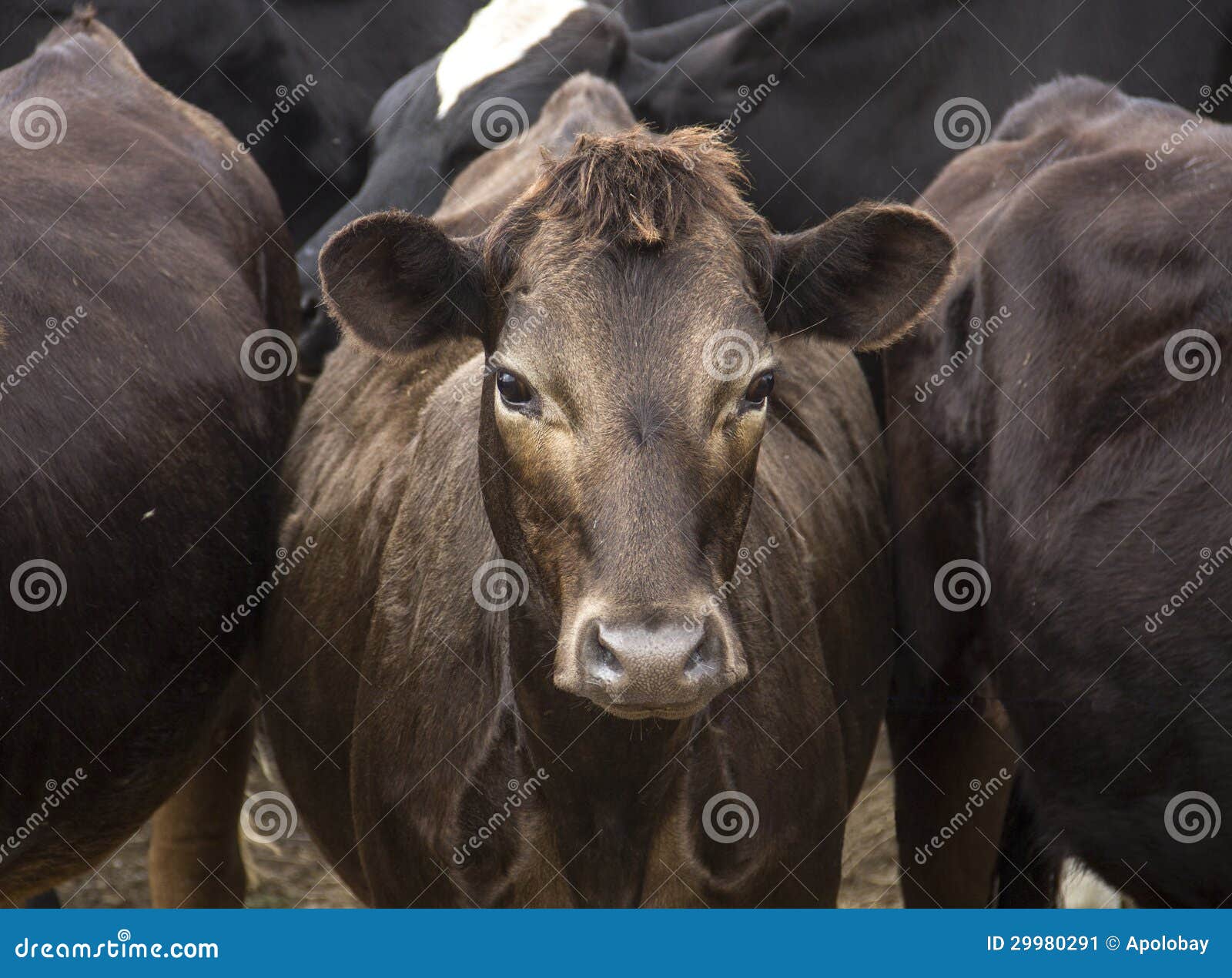 Curious Beautiful Brown Cow between Two Bulls Stock Image - Image of ...