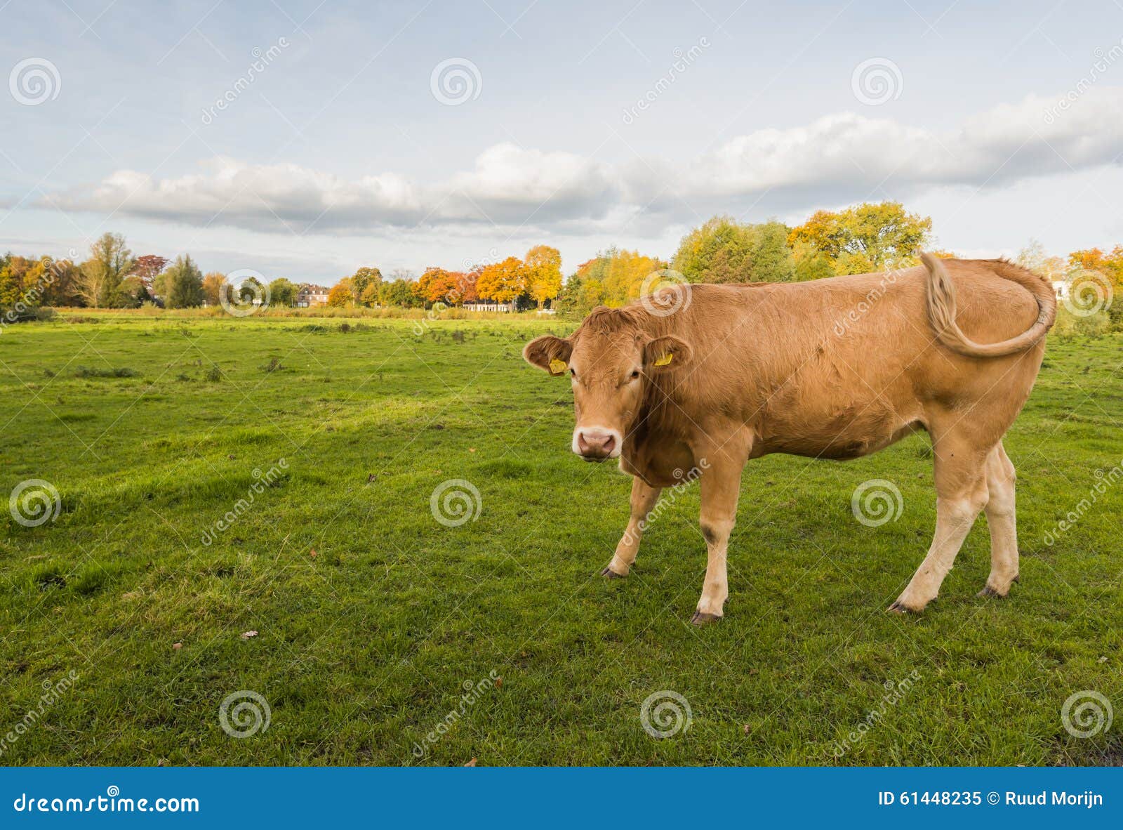 Brown cow wagging its tail stock image. Image of country - 61448235