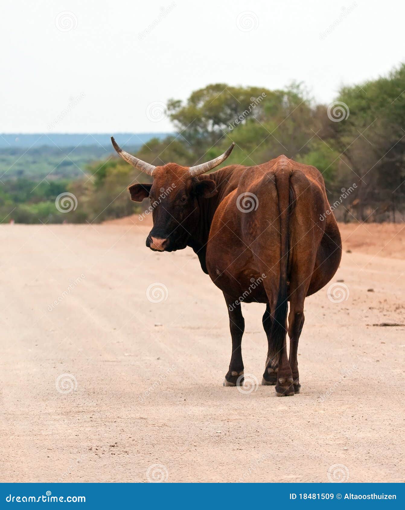 Brown Cow Walking Along a Dirt Road Stock Image - Image of head ...