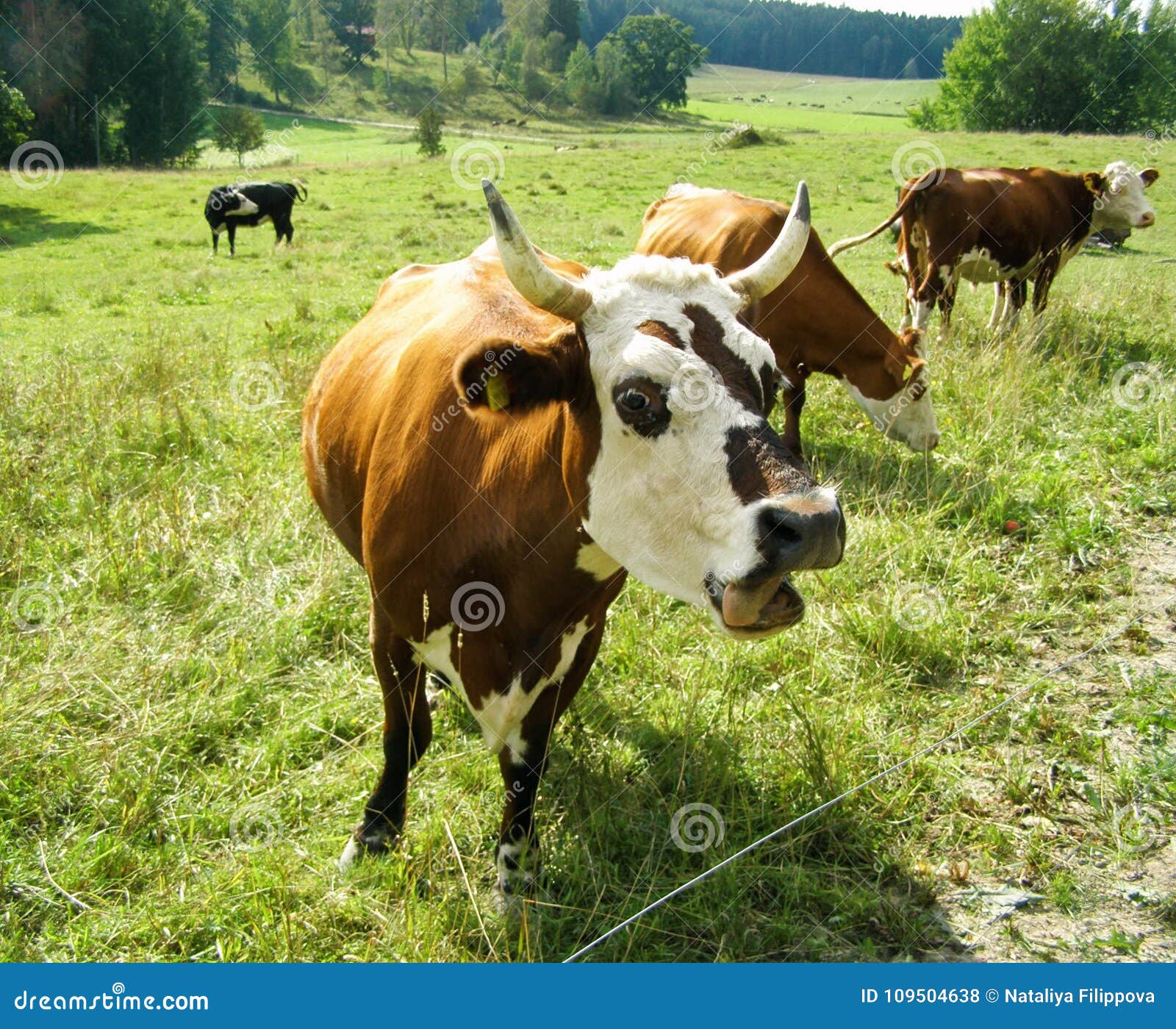 Brown Cow with White Muzzle Stock Photo - Image of beef, nature: 109504638