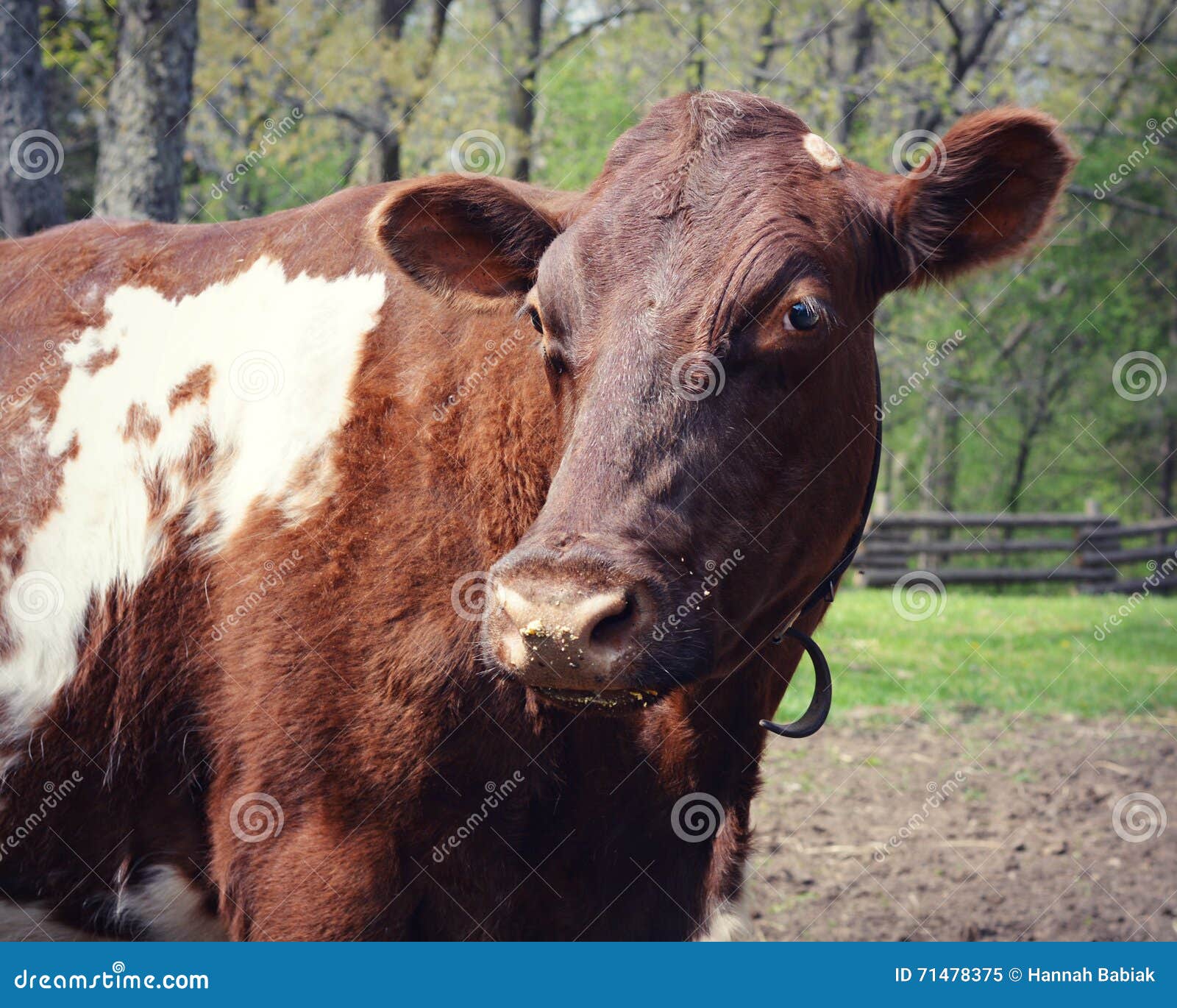 Brown Cow stock image. Image of farming, country, splotches - 71478375