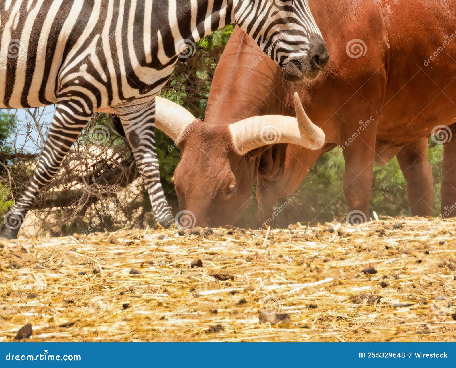 Brown Cow and Zebra Eating on the Field in the Zoo Stock Photo - Image ...