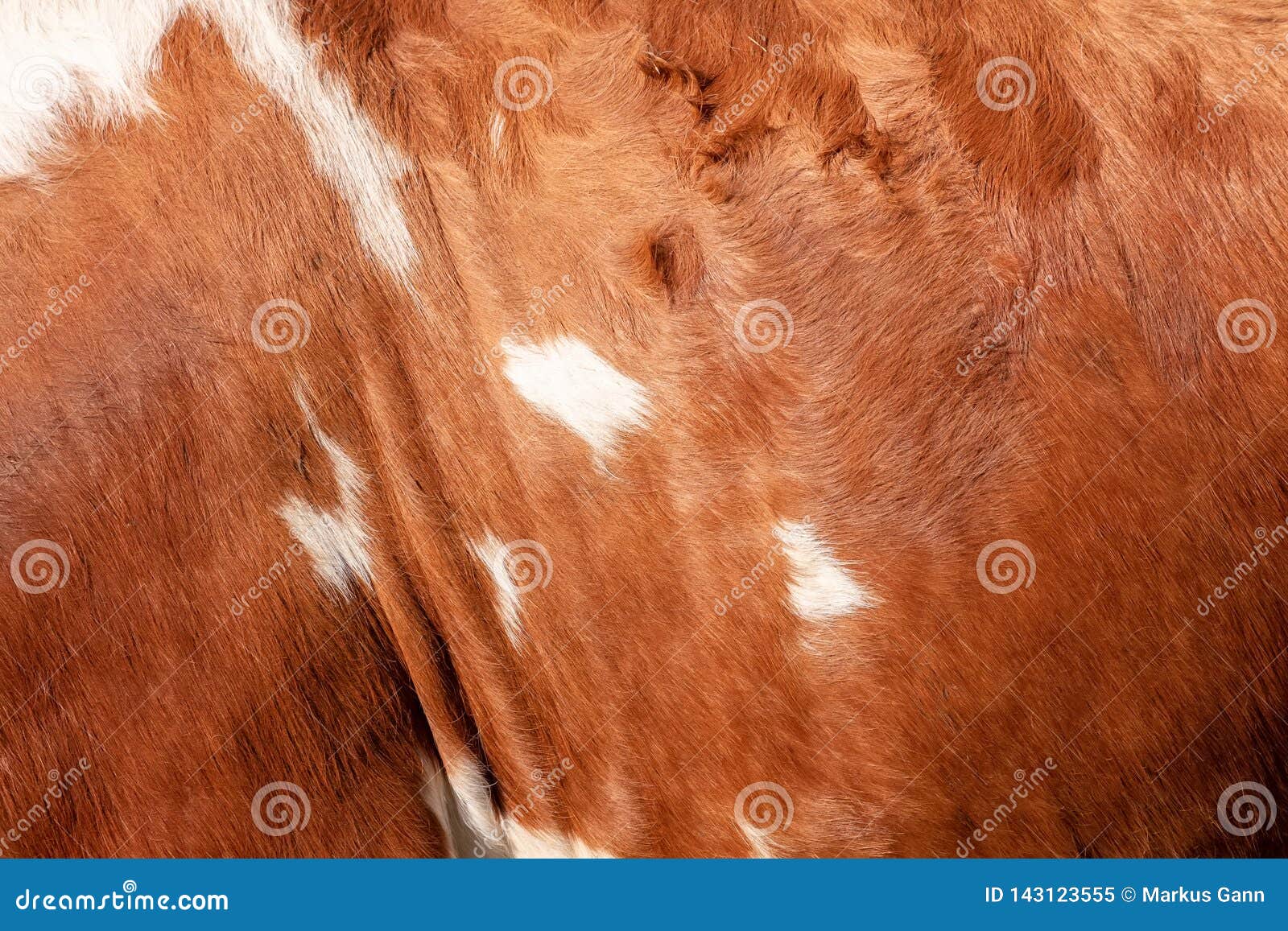 Old Brown Cowhide Wizened Exfoliated Flaky Coarse Grunge Texture Stock ...