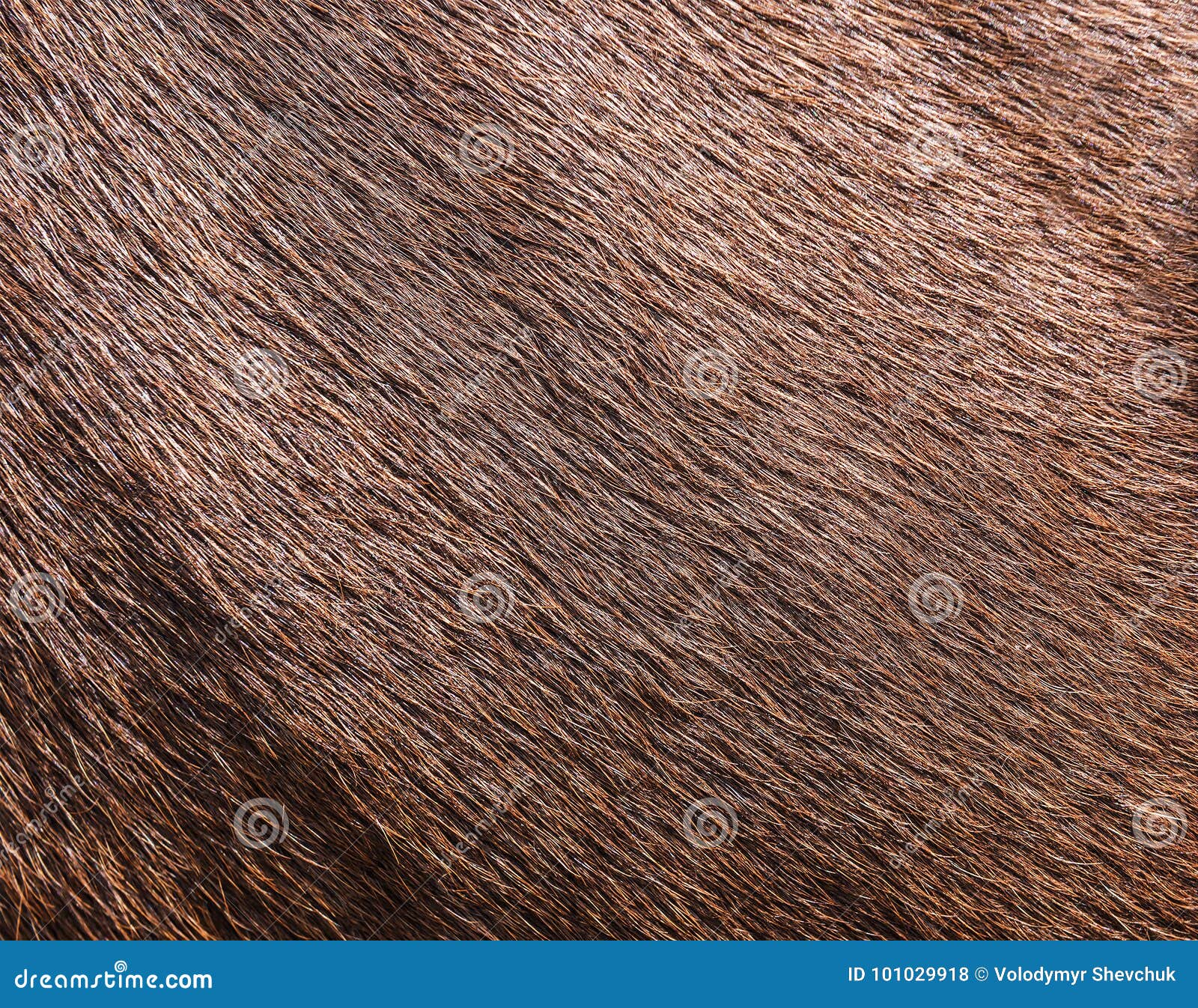 Brown cowhide wool stock photo. Image of hide, leather - 101029918