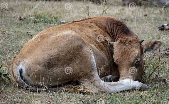 Brown cown at rest stock image. Image of flock, orizzontal - 156787533