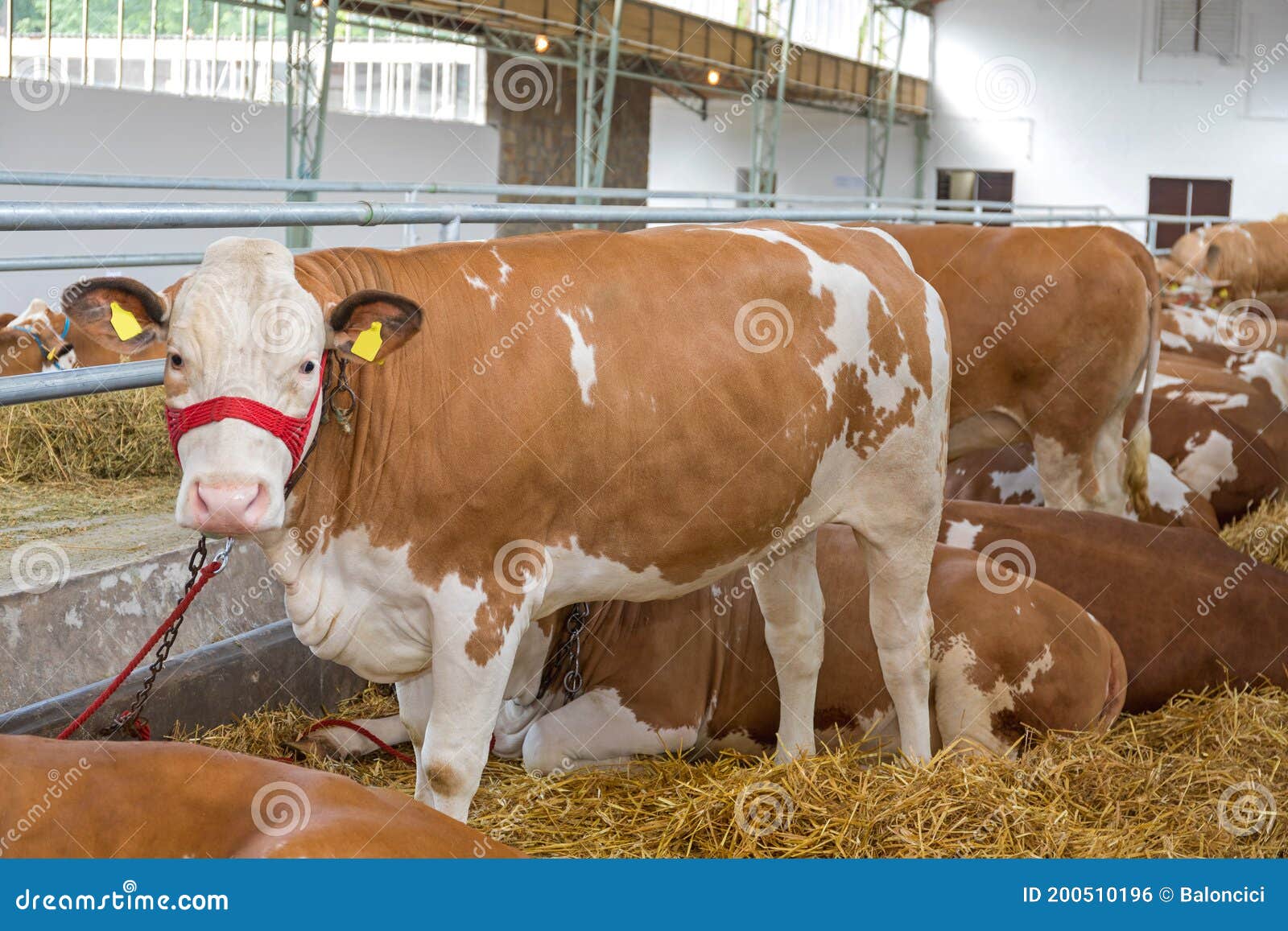 Brown Cows stock photo. Image of cattle, animals, farm - 200510196