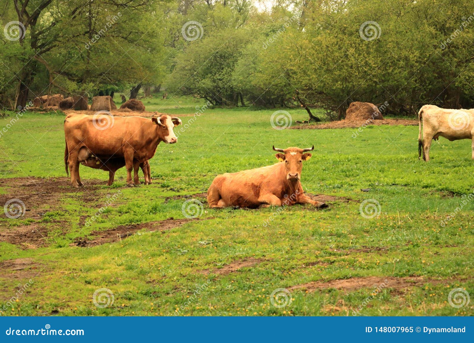 Brown Cows and Cattle on Rainy Day Stock Image - Image of face, farming ...