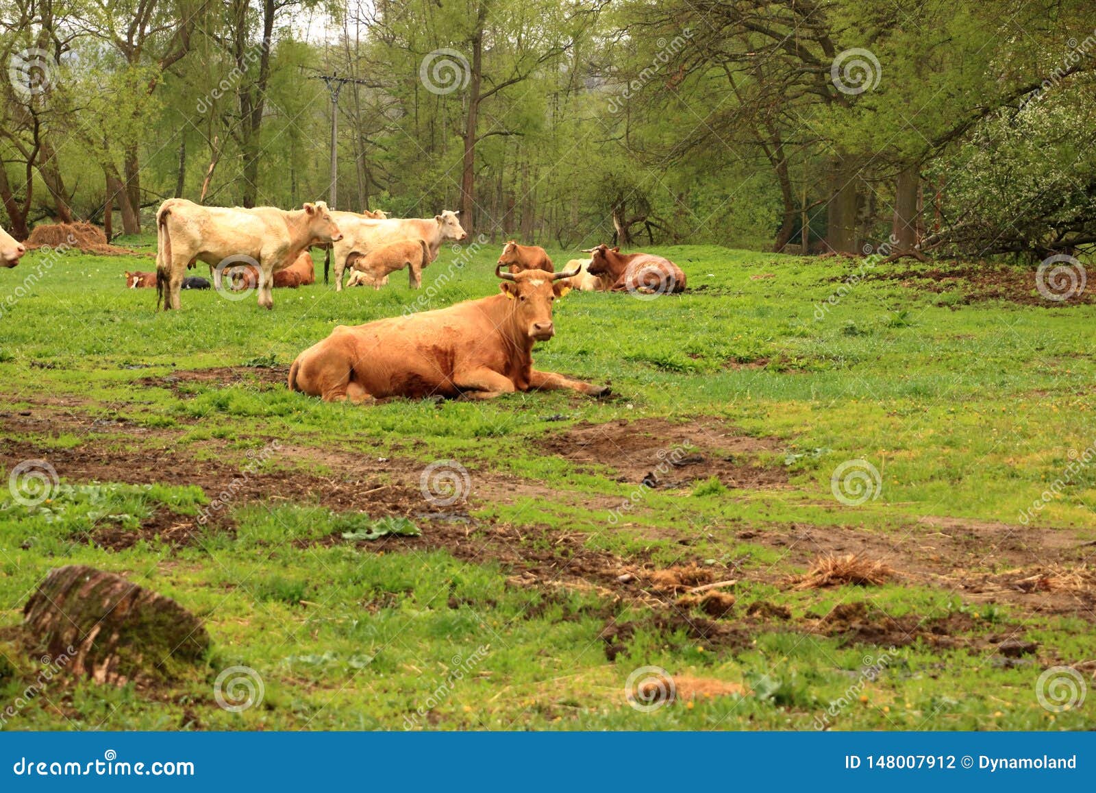 Brown Cows and Cattle on Rainy Day Stock Photo - Image of beautiful ...