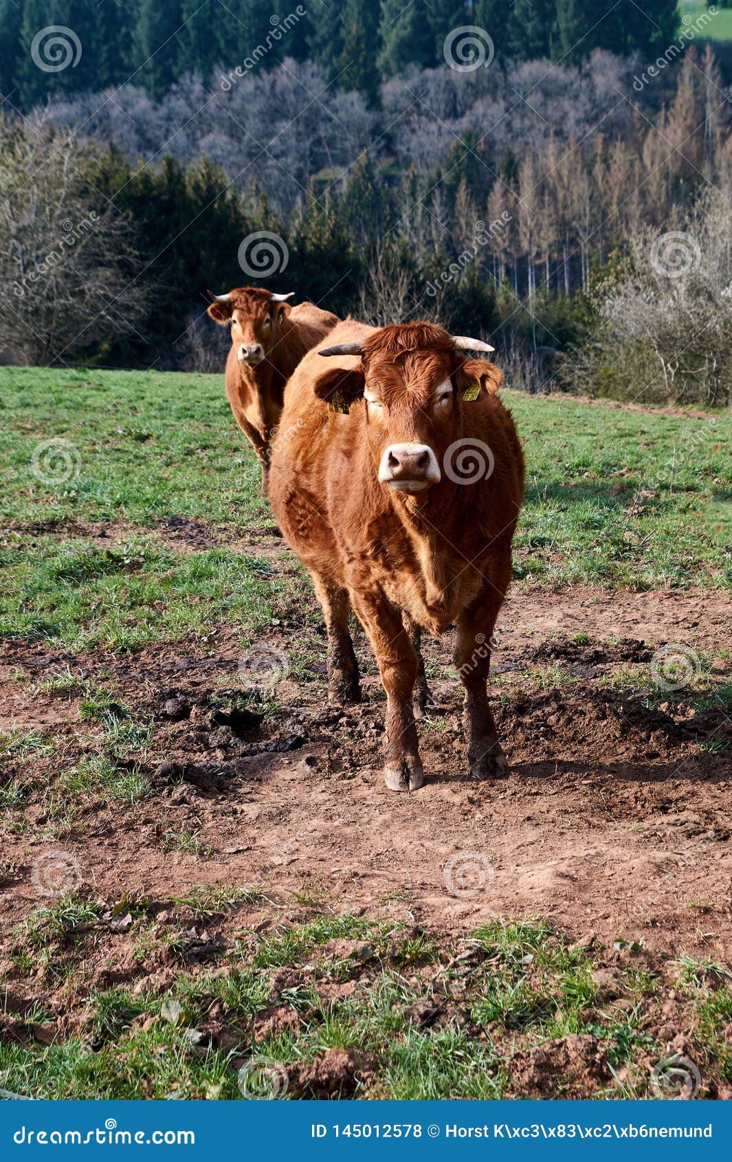 Brown Cows and Cattle on a Spring Day in Germany. Stock Photo - Image ...