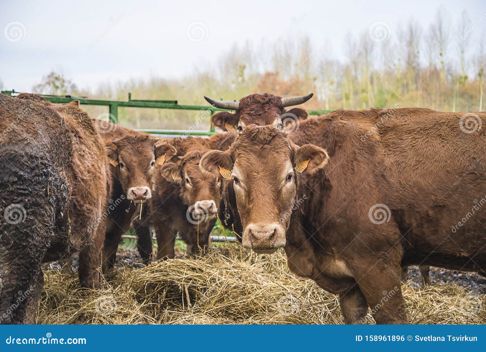 Brown Cows Eating Hay Outdoors Stock Photo - Image of camera ...