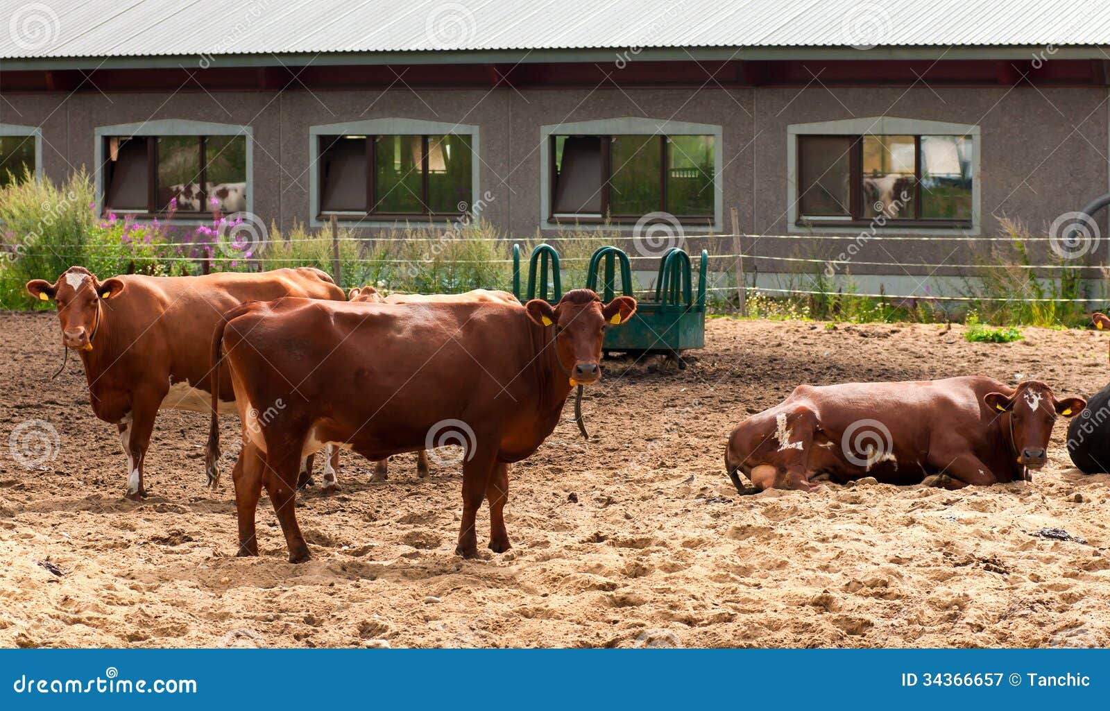 Brown cows on the farm stock image. Image of economy - 34366657