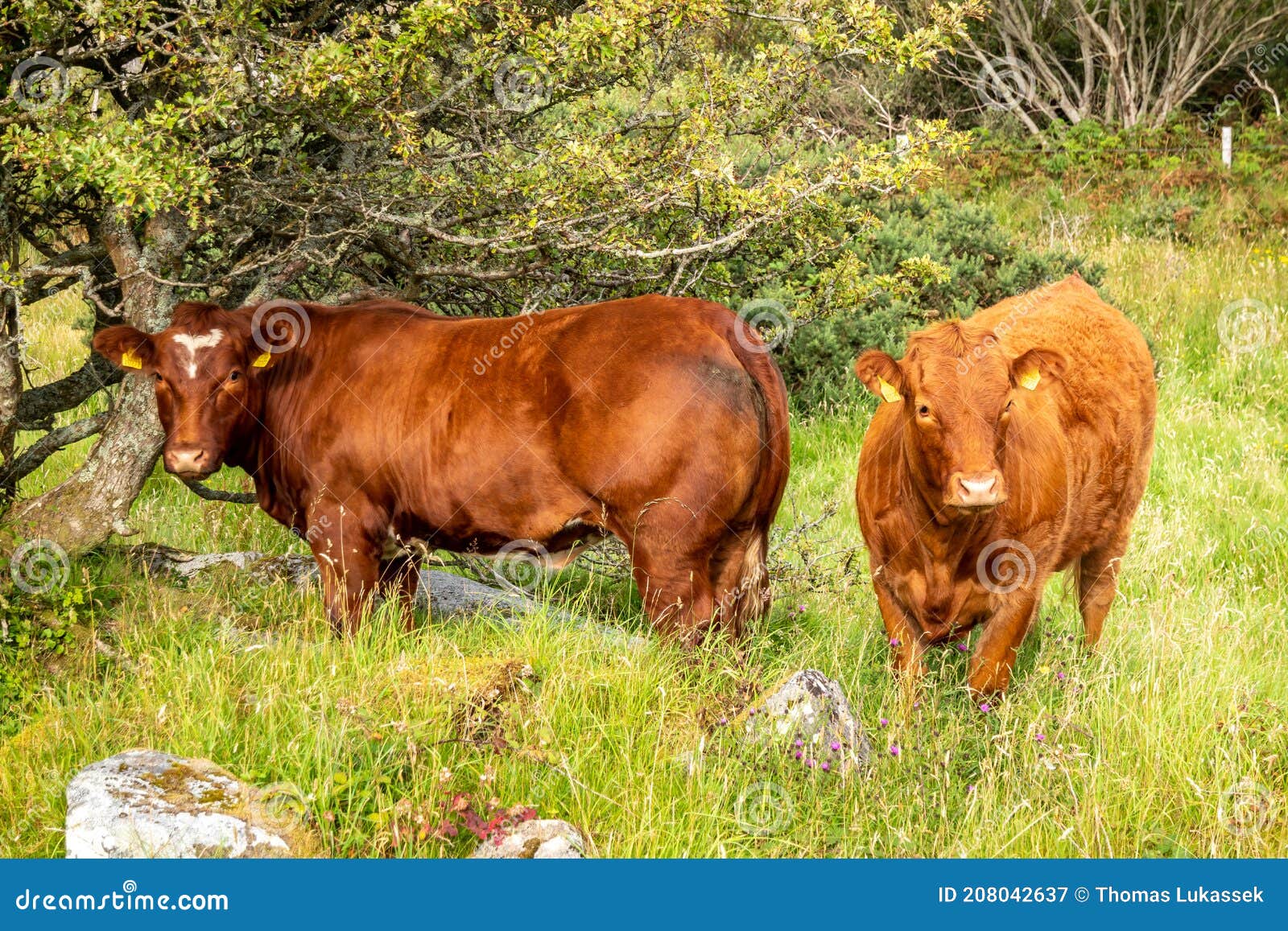 Brown Cows Sranding in a Donegal Field - Ireland Stock Image - Image of ...