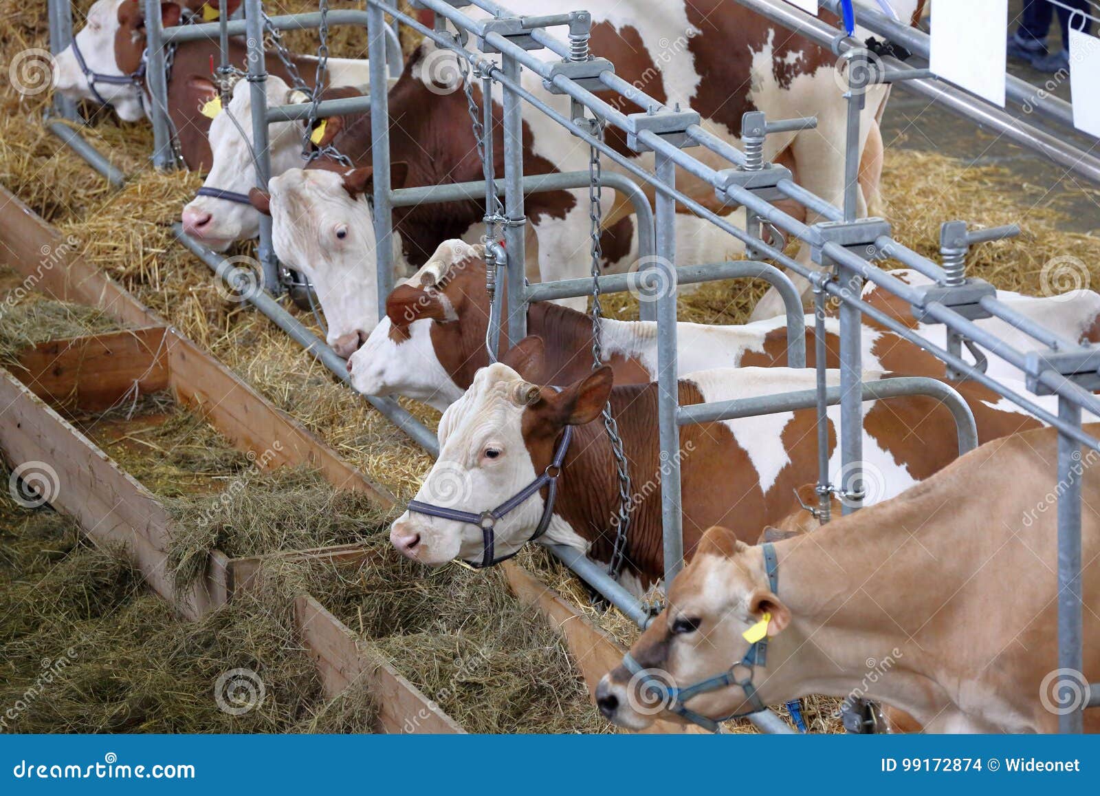 Brown Cows in the Stable on Farm Stock Photo - Image of brown, manure ...
