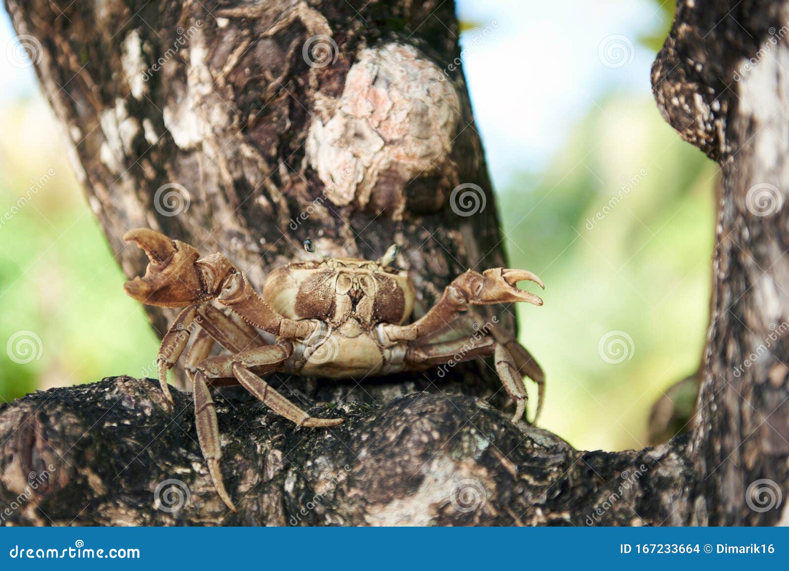 Brown crab with big claws stock photo. Image of funny - 167233664