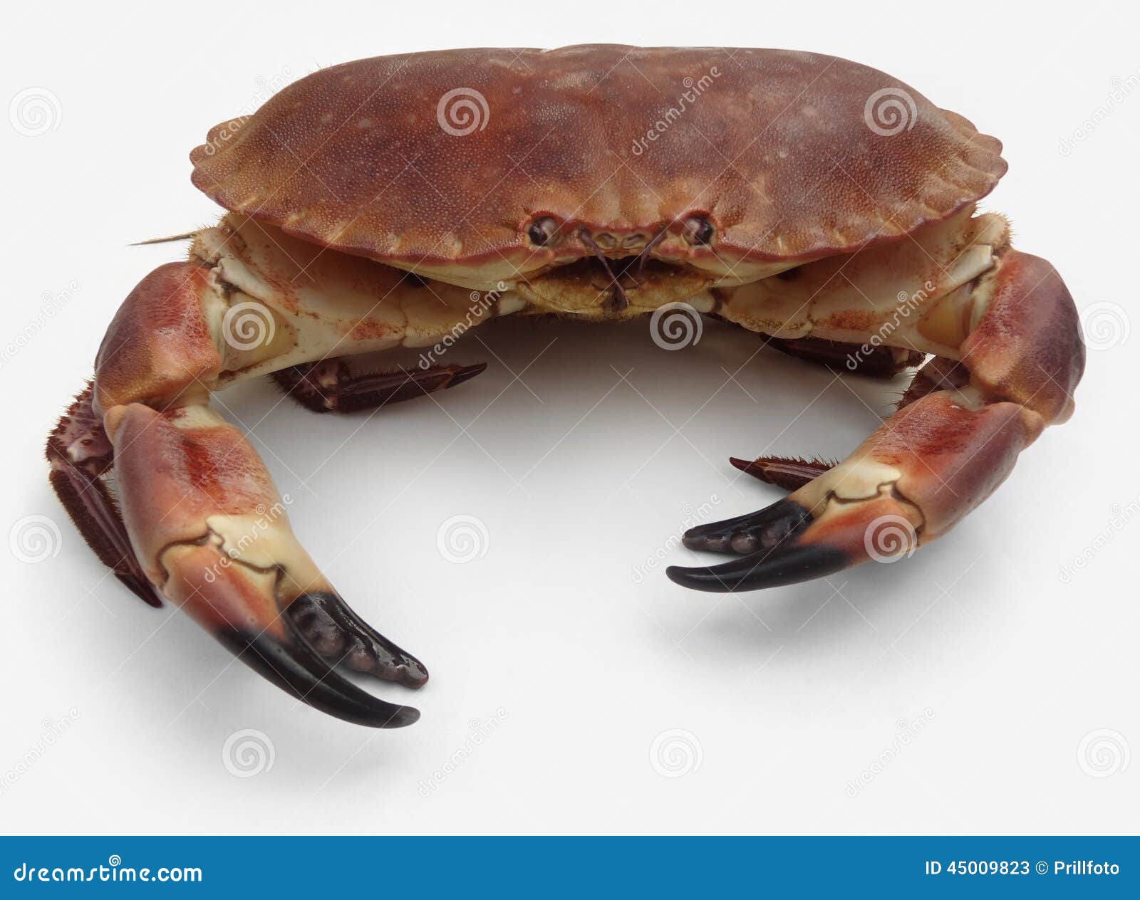 Brown crab stock image. Image of shrimps, animal, wildlife - 45009823