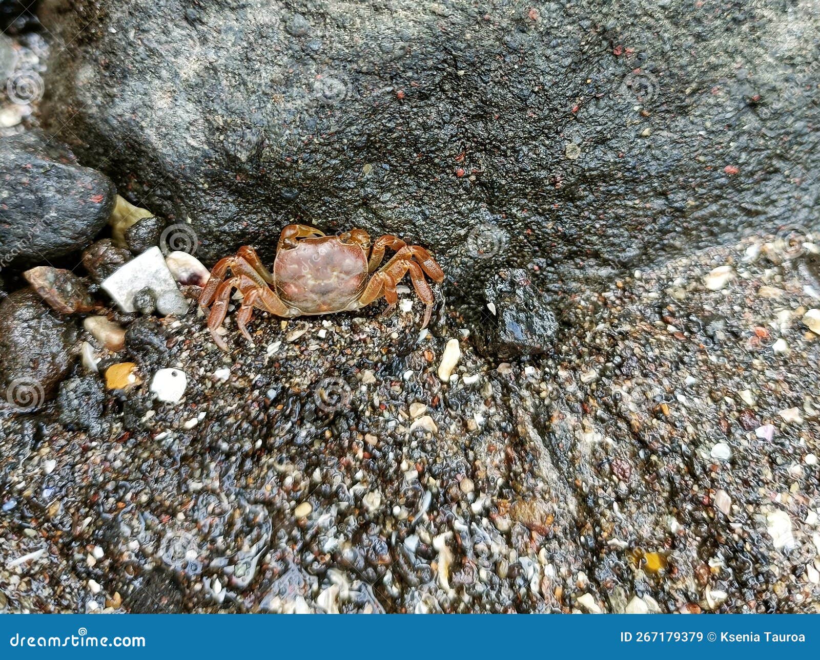 Brown Crab Hiding Against Rock at Low Tide Stock Image - Image of brown ...