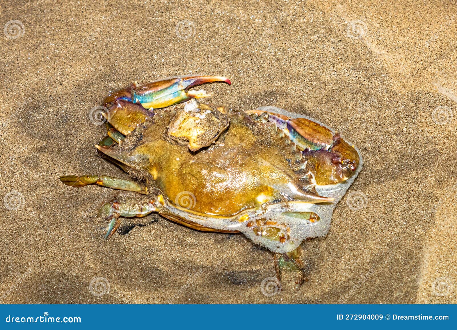 Brown Crab with Some Very Colorful Details on the Carcass Stock Image ...