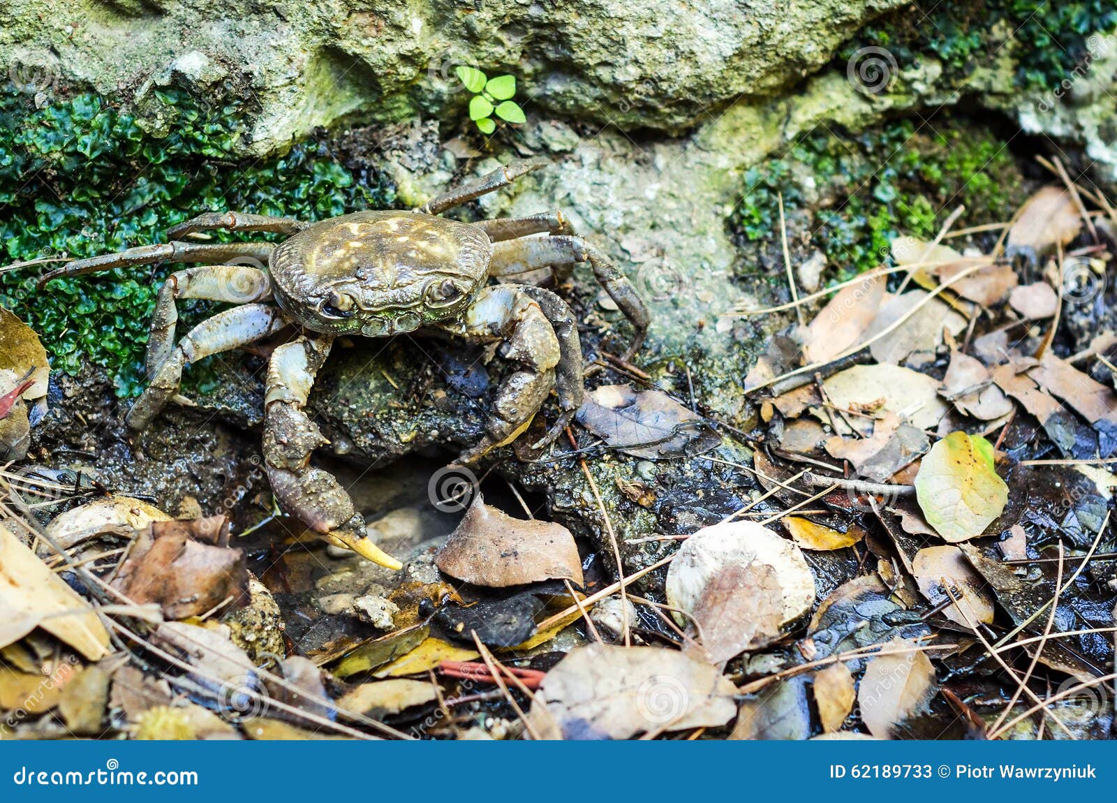 Brown Crab in Tropical Forest Stock Image - Image of closeup, valley ...